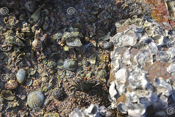 A Rock on the Beach , the Stones Washed Ashore on the Beach Stock Photo ...