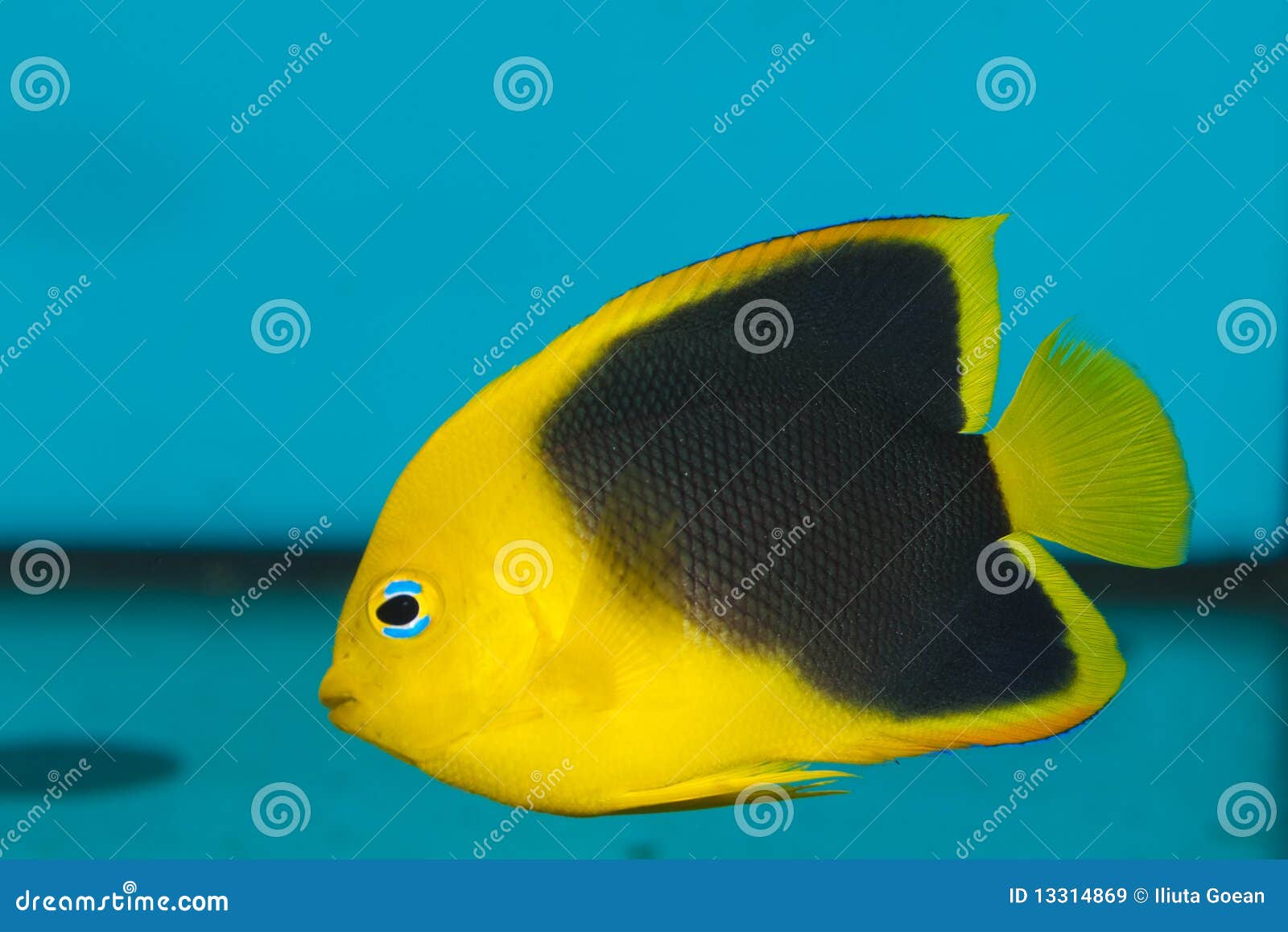 Rock Beauty Angelfish in Aquarium Stock Image - Image of angelfish ...