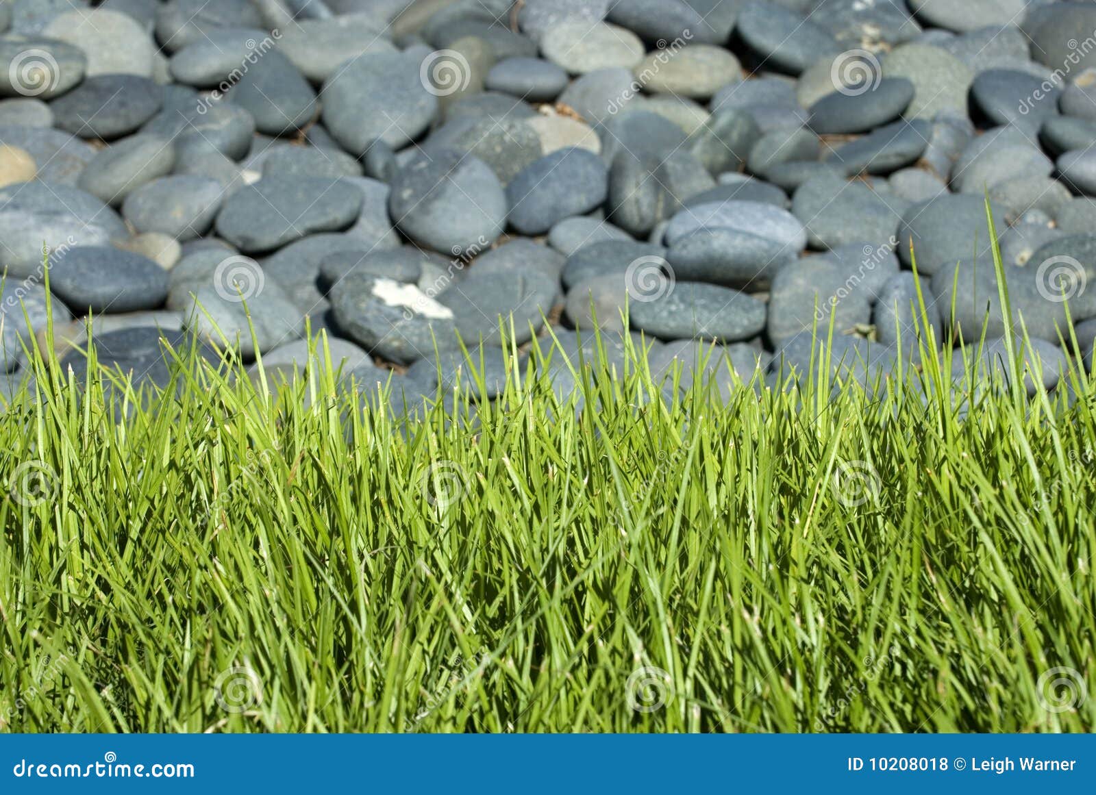 Rock bed with grass stock photo. Image of nature, natural - 10208018