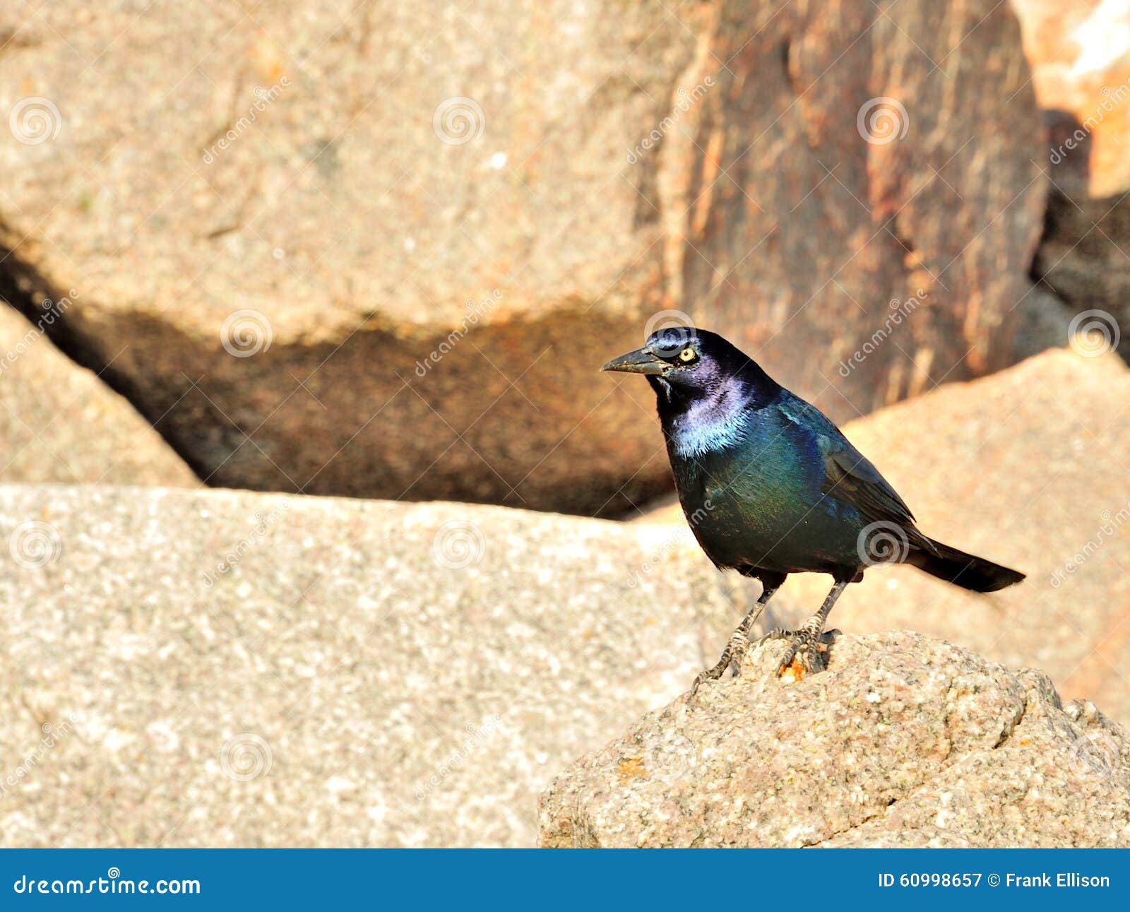 Rock bird stock image. Image of summertime, sunny, rocks - 60998657
