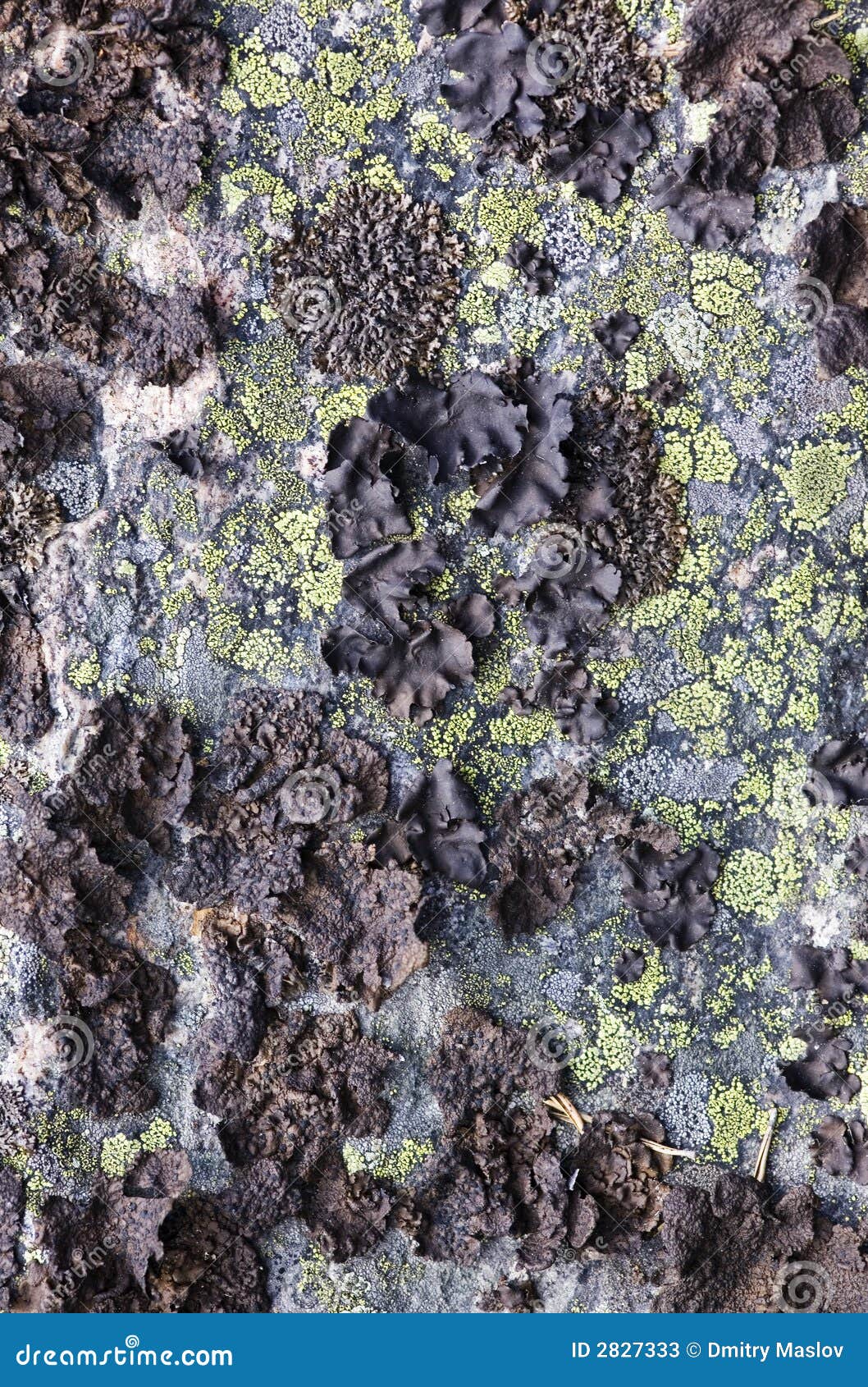 Rock with a black lichen stock image. Image of nature - 2827333