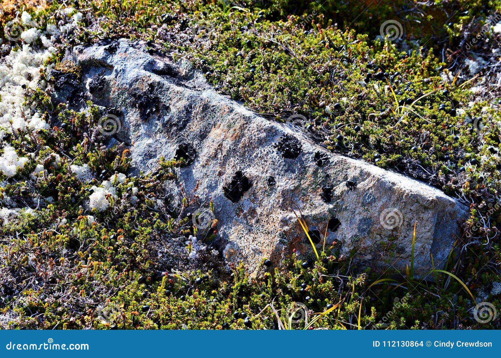 Rock with Black Spots Surrounded by Moss Stock Photo - Image of grows ...
