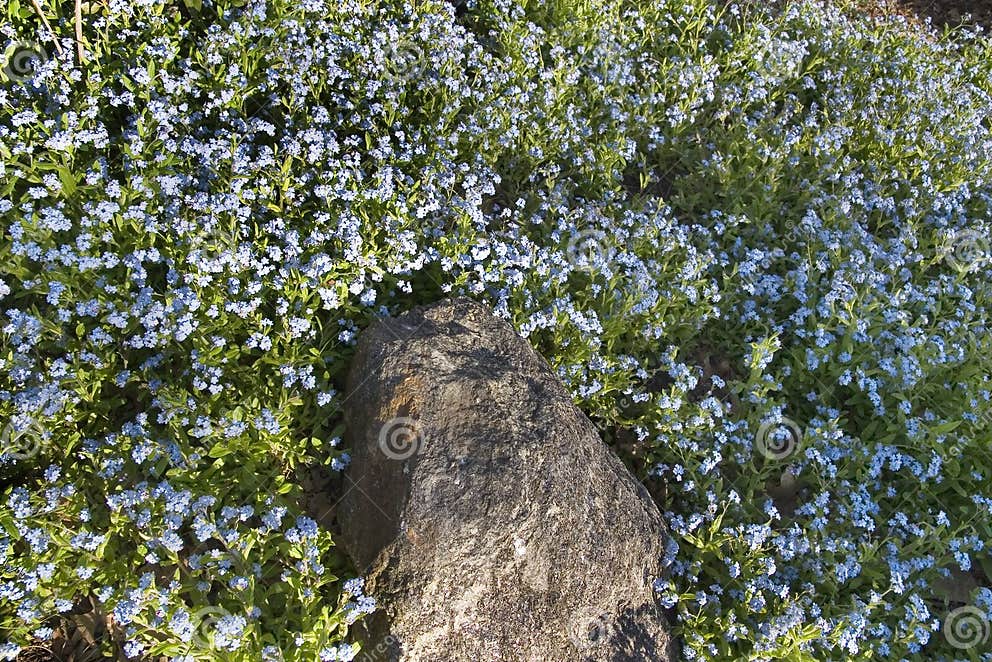 Rock and blue flowers stock image. Image of forget, yellow - 697191