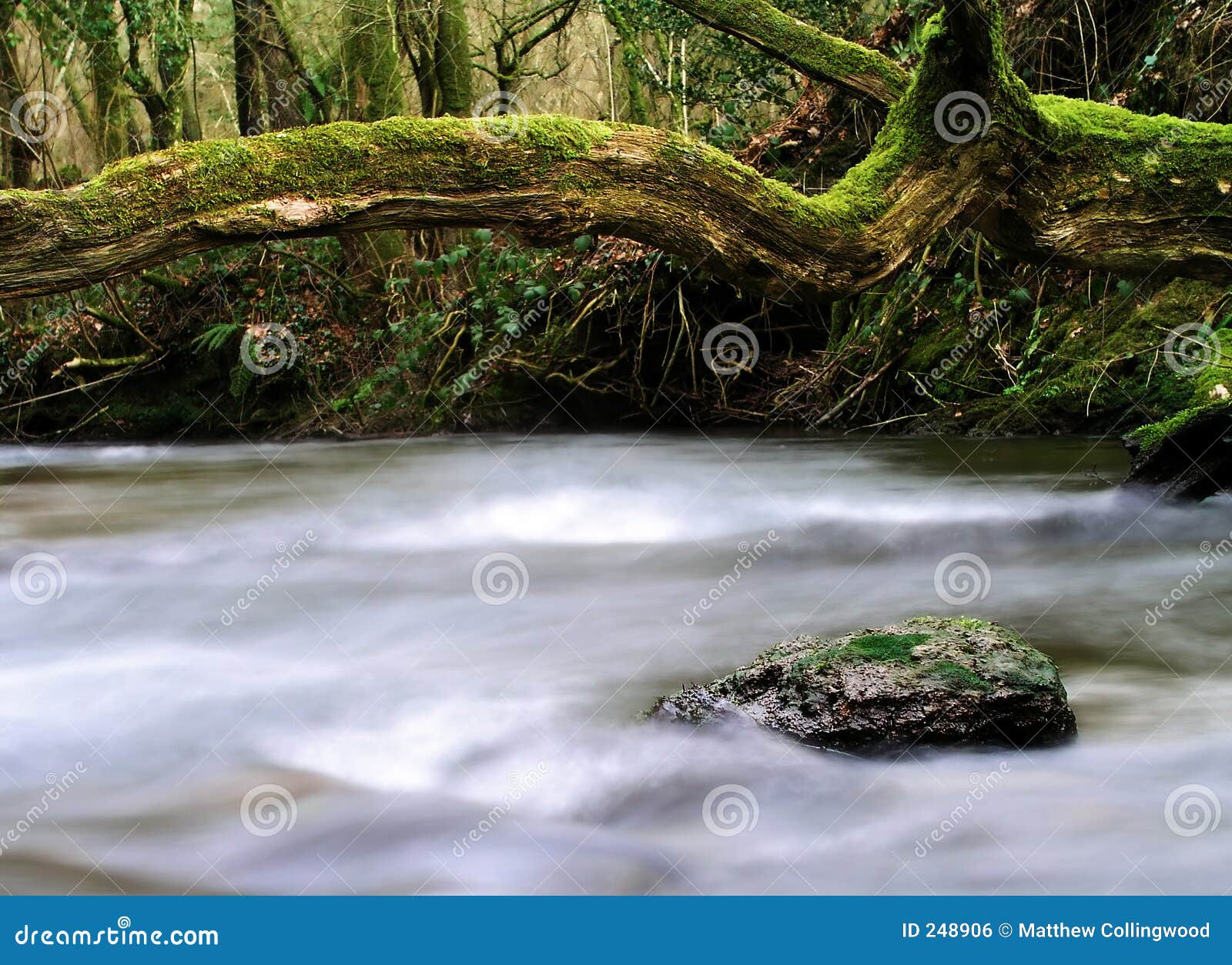 A rock and a branch stock photo. Image of rapid, natural - 248906