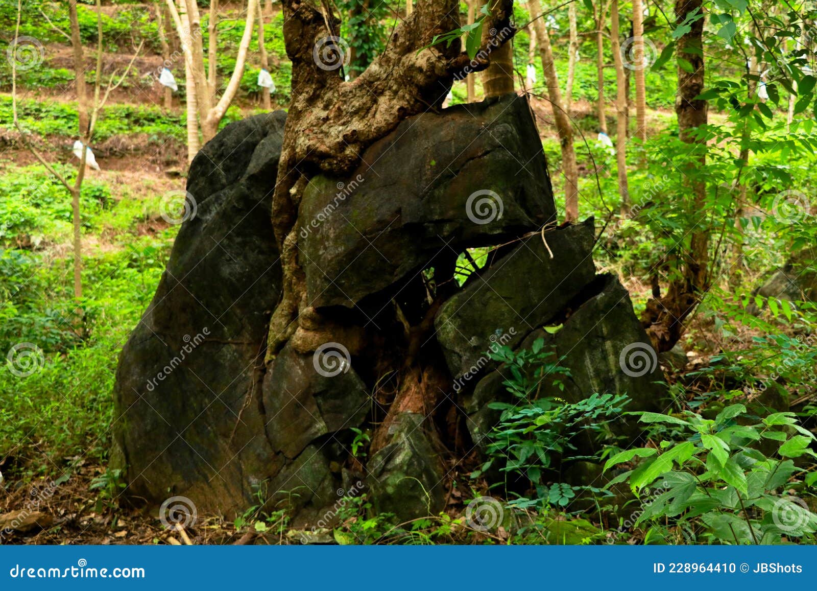 Rock Broken into Pieces by Growing Tree Roots Stock Photo - Image of ...