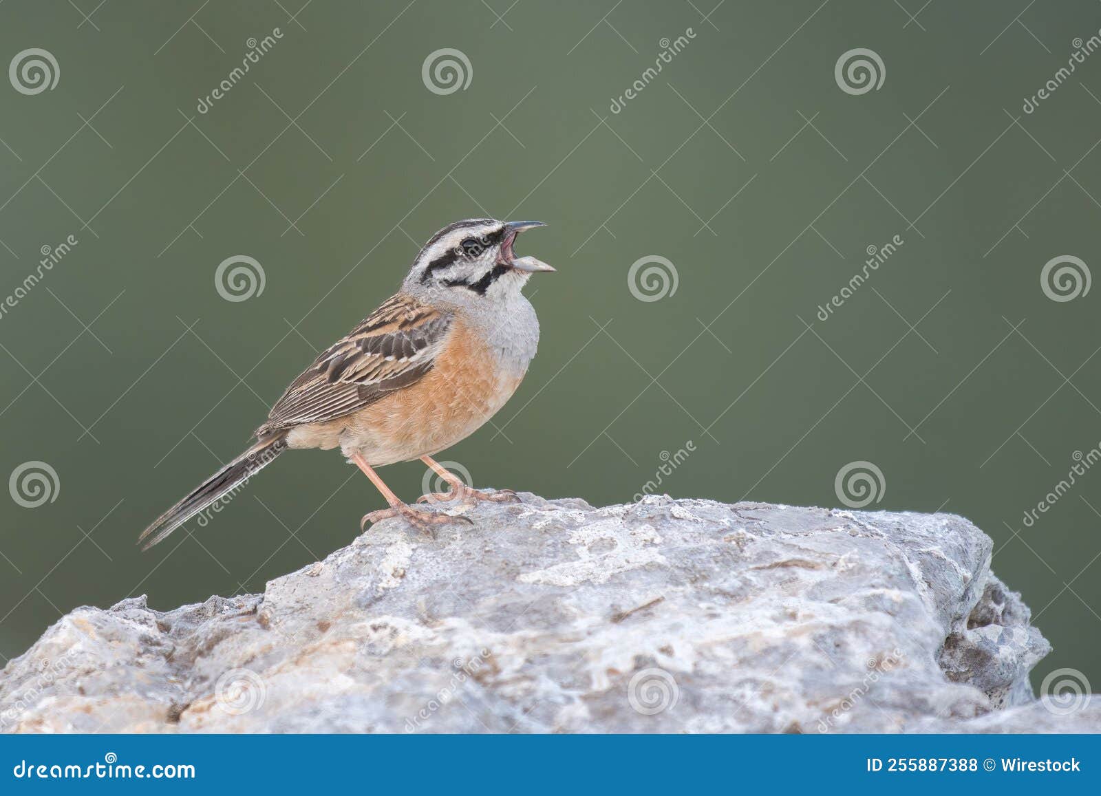 Rock Bunting (Emberiza Cia) on a Stone Stock Photo - Image of park ...