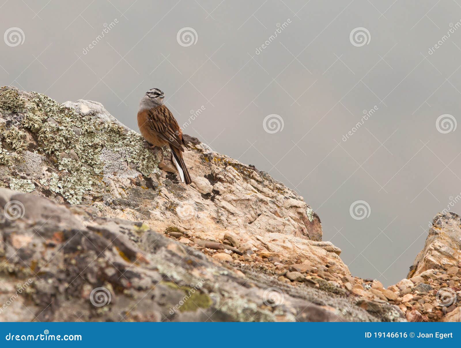 A Rock Bunting on the Rocks Stock Photo - Image of emberiza, resting ...