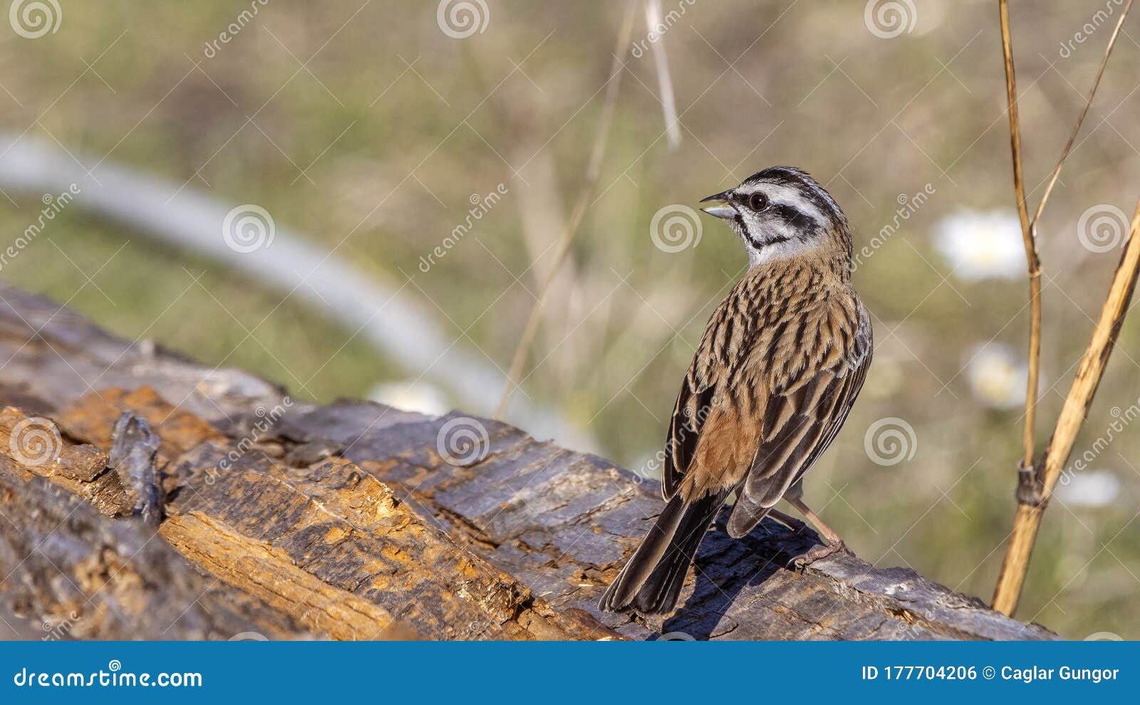 Rock Bunting on Tree trunk stock photo. Image of bill - 177704206