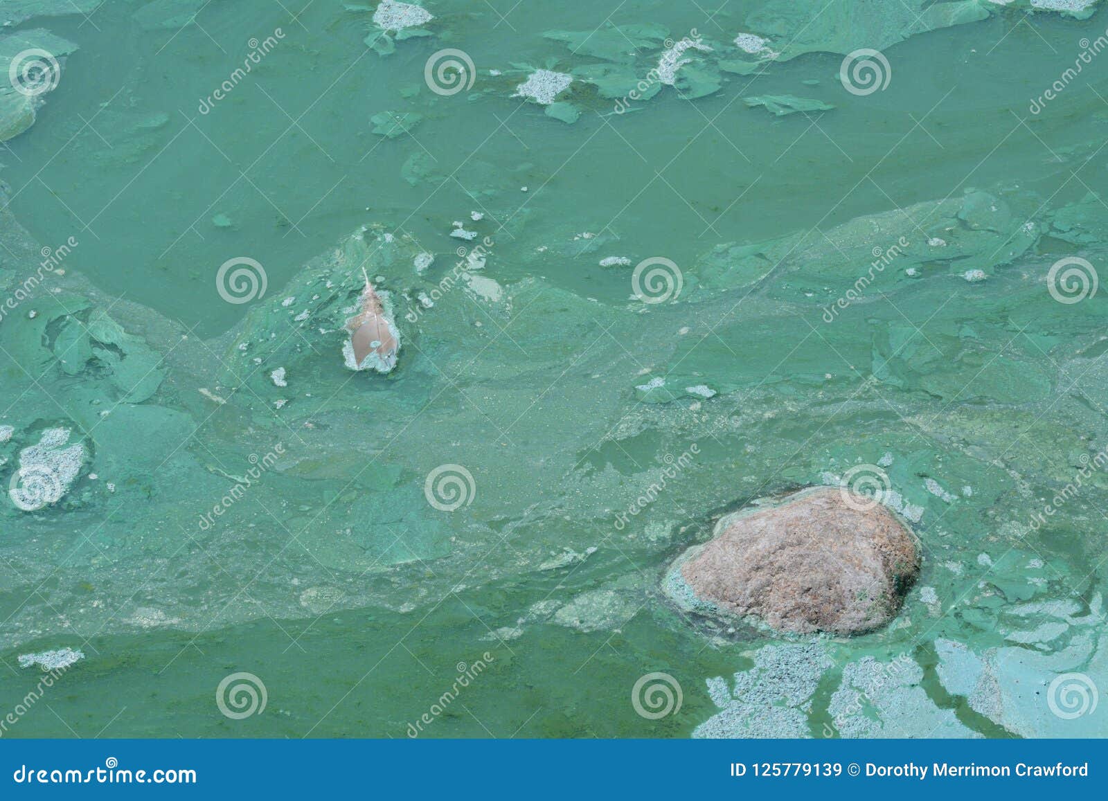 Algae bloom pollution stock image. Image of deadly, pond - 125779139