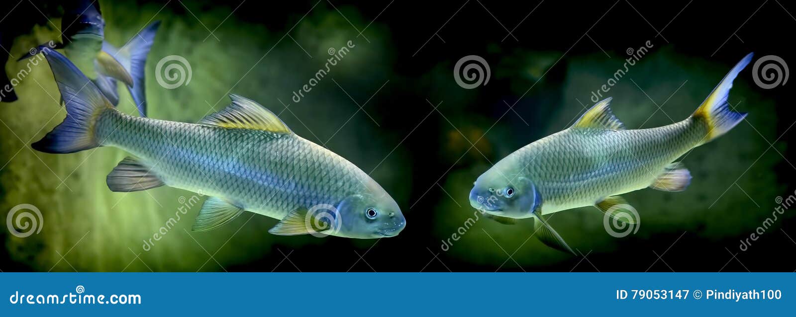 Rock carp fish stock image. Image of marine, swimming - 79053147