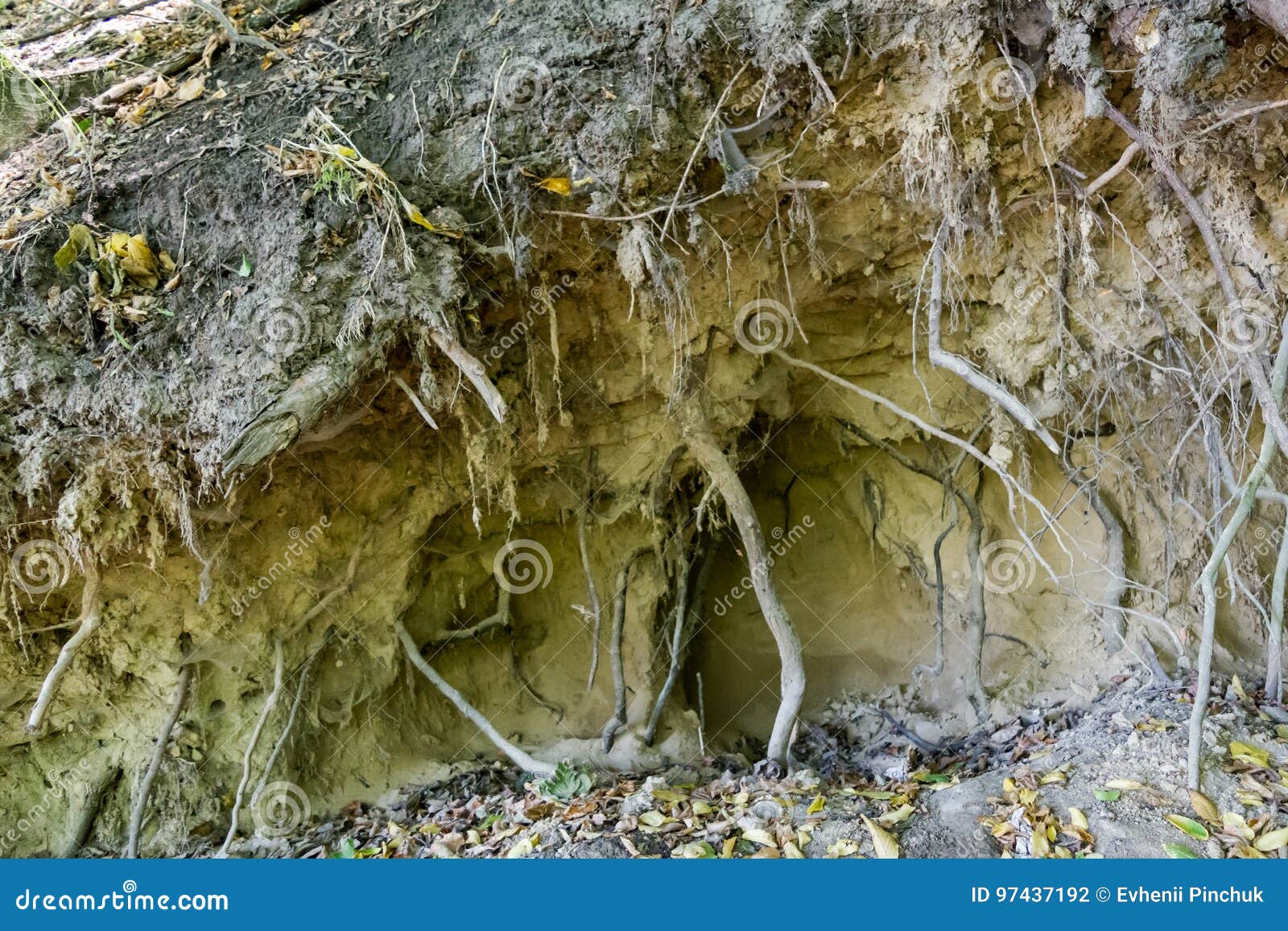 Rock Cave Covered with Tree Roots. we are almost Inside Stock Photo ...
