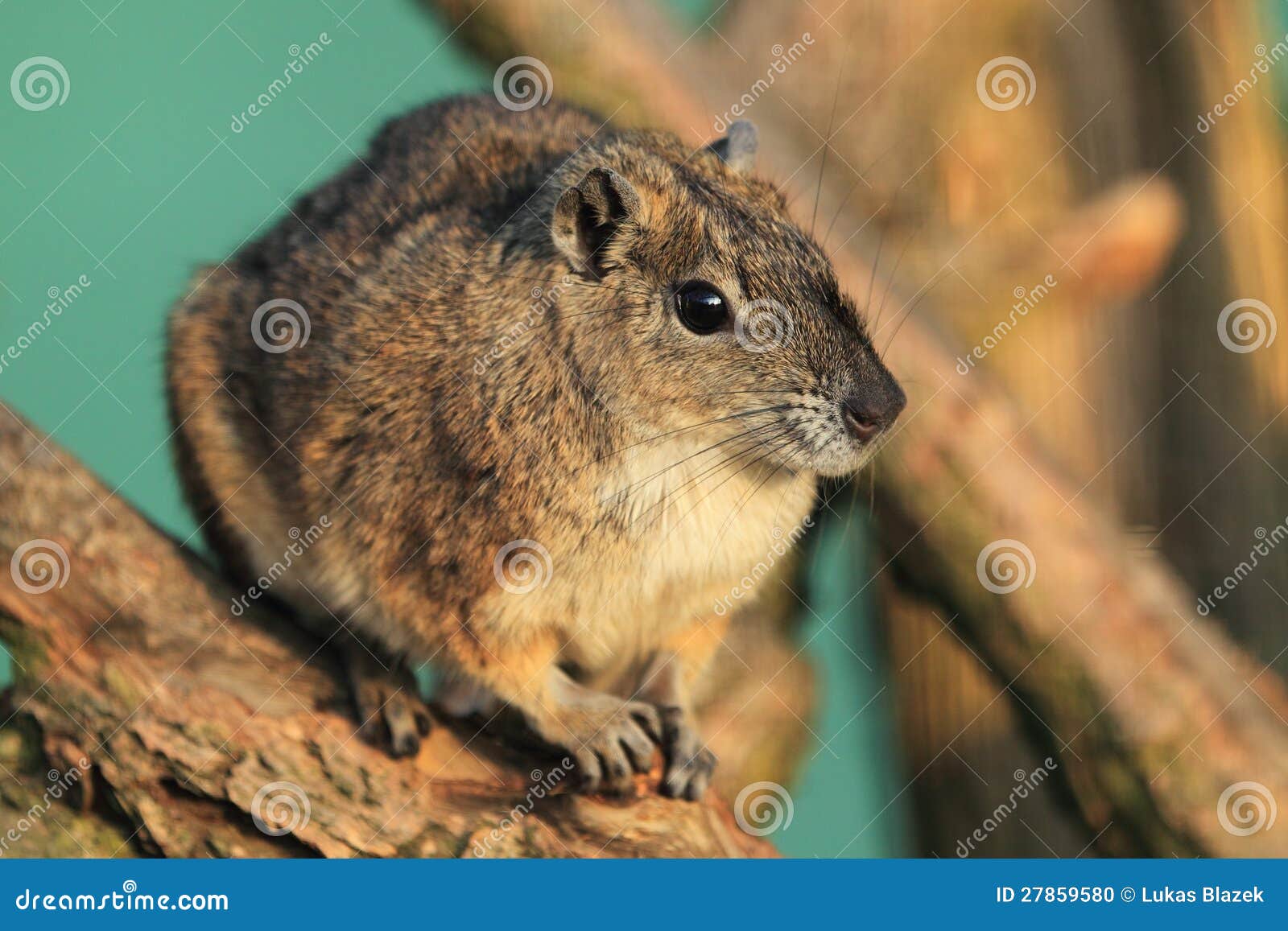 Rock cavy stock photo. Image of rock, nature, kerodon - 27859580
