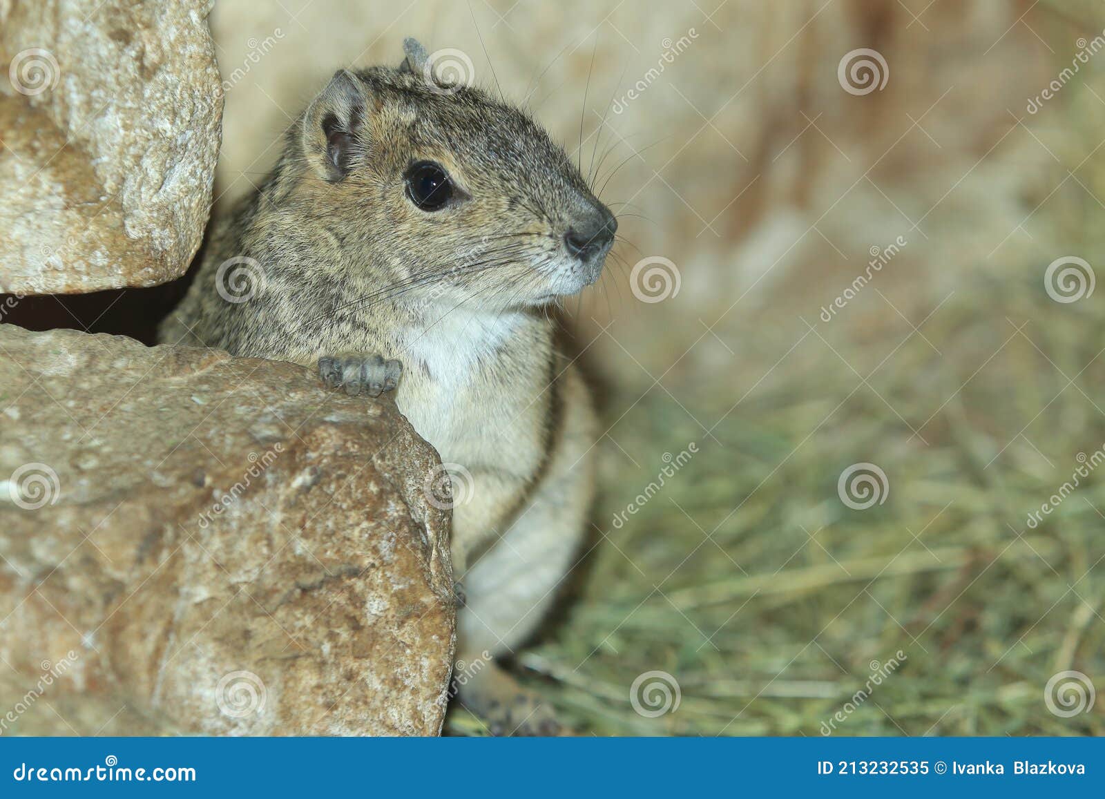 Rock cavy stock image. Image of animal, gazing, brazil - 213232535