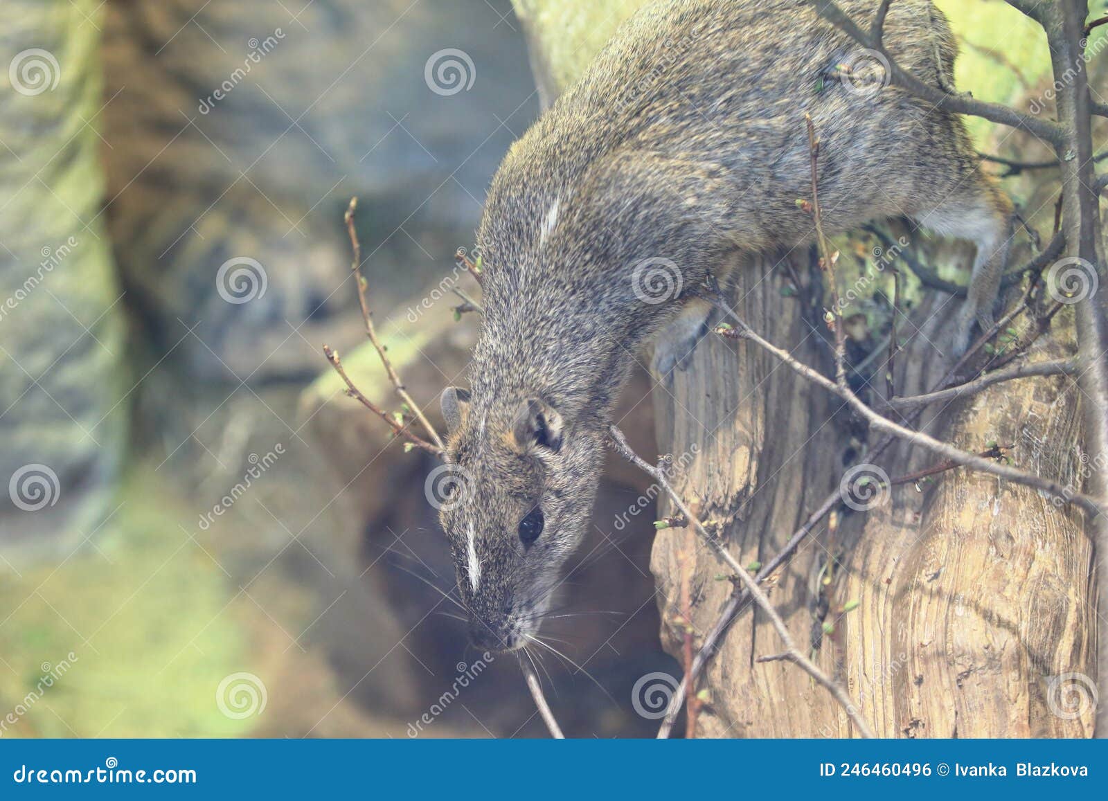 The Rock Cavy Or Moco, Kerodon Rupestris, On White Royalty-Free Stock ...