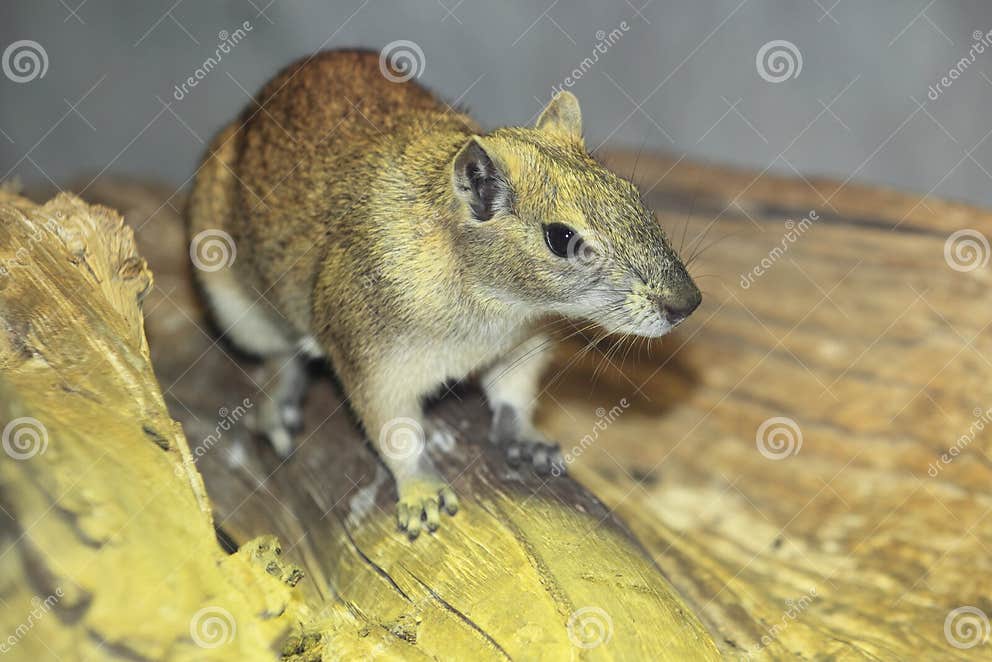 Rock cavy stock photo. Image of animal, adult, kerodon - 64392894