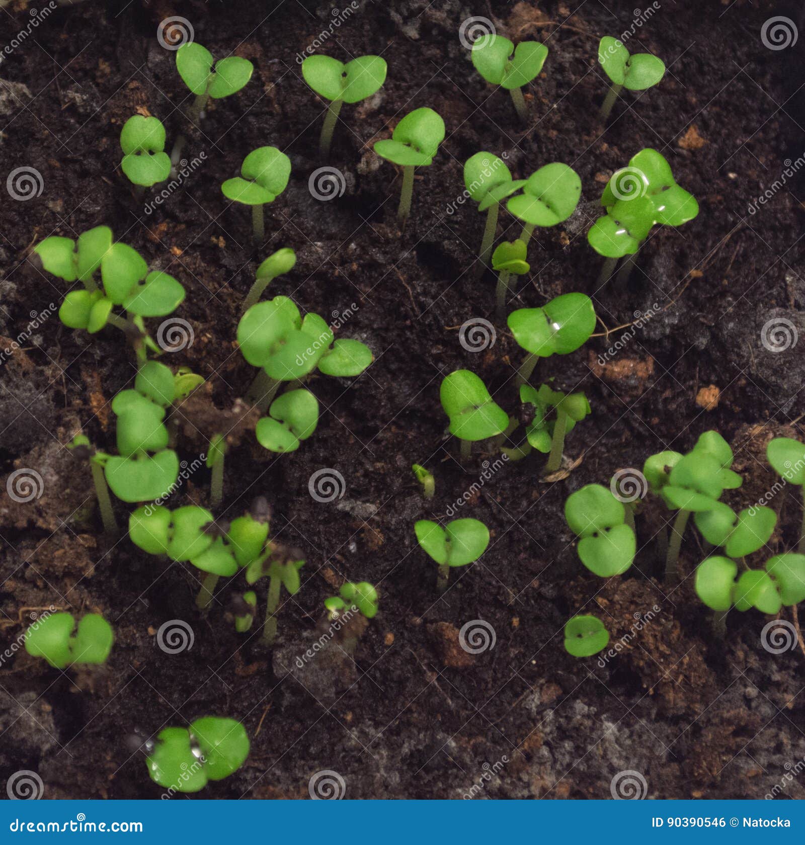 Rock Chives Cress Ready To Eat Stock Photo - Image of chives, flavour ...
