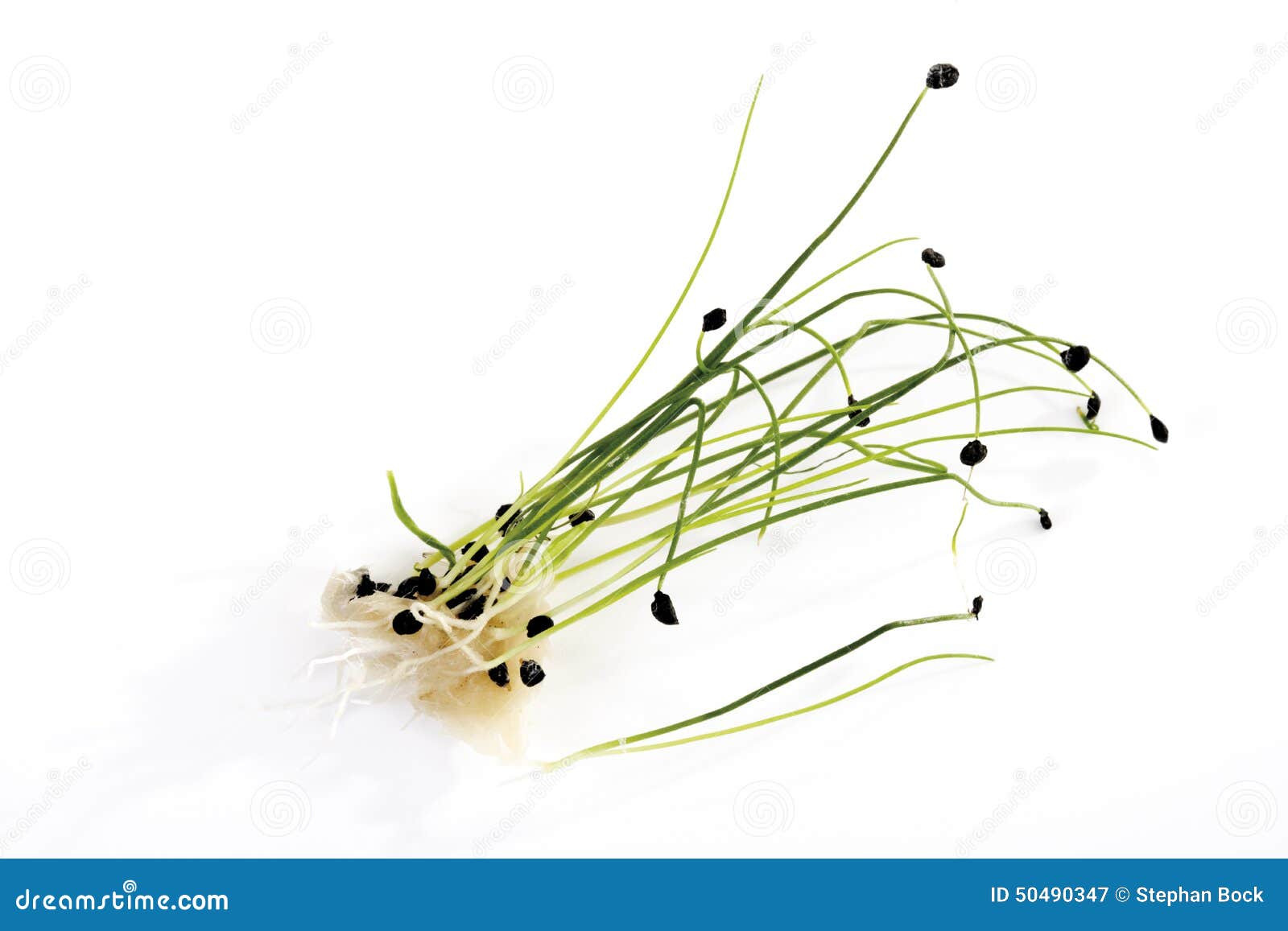Rock Chives in Pots, Close-up Stock Image - Image of ingredient, fresh ...