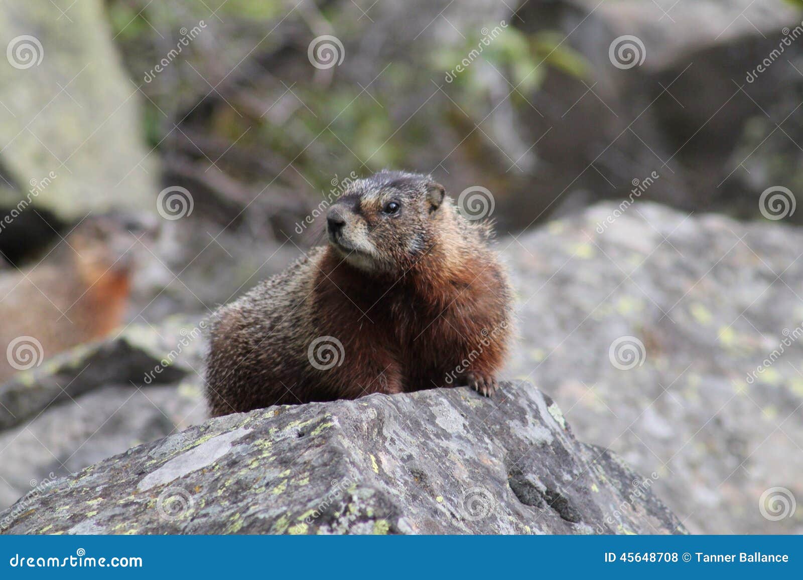 Rock Chuck stock photo. Image of rock, park, cute, marmot - 45648708