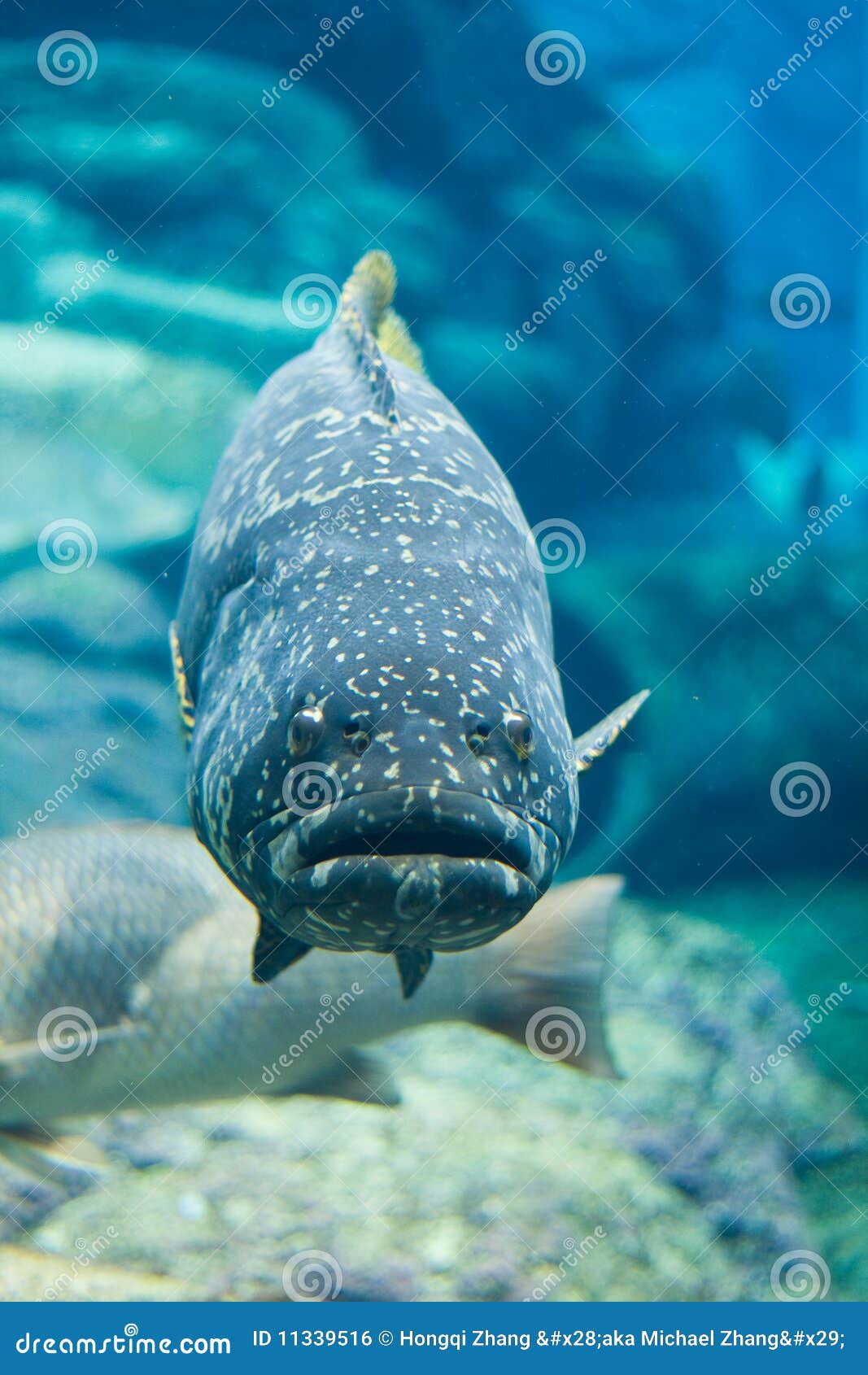 Rock cod stock photo. Image of underwater, mouth, scuba - 11339516