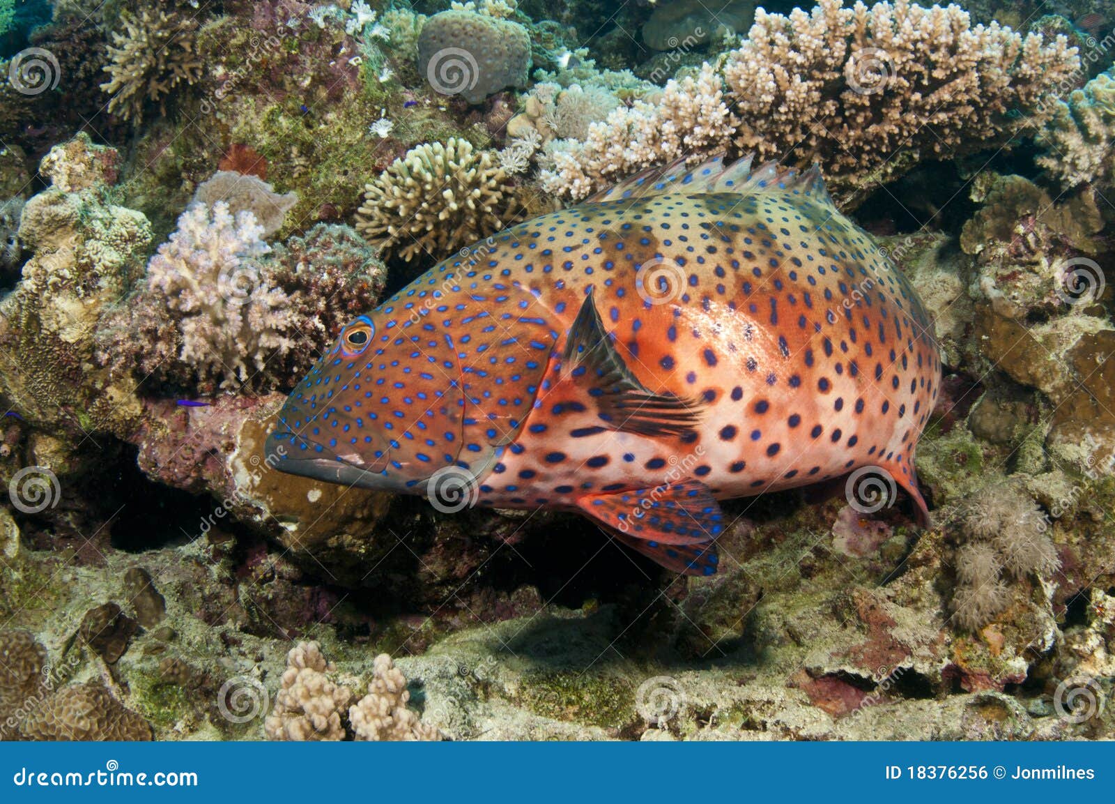 Rock Cod stock photo. Image of dive, system, grouper - 18376256