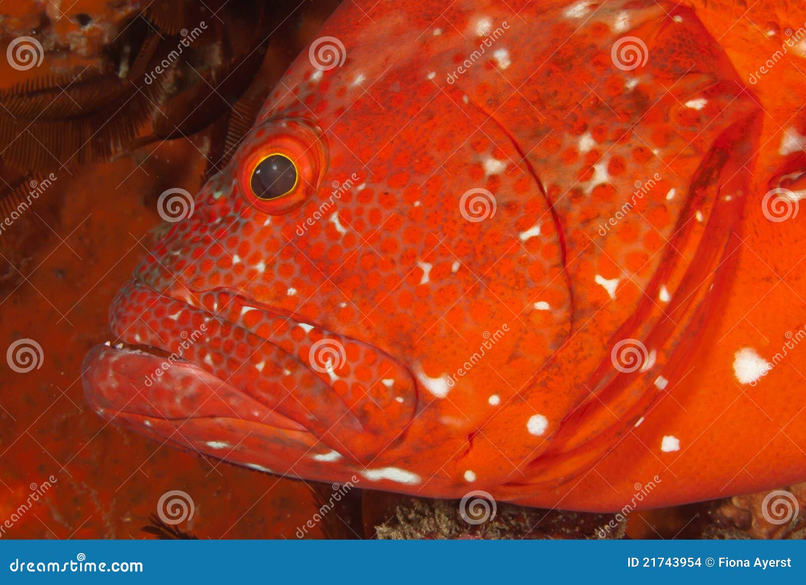 Rock cod profile stock photo. Image of tomato, sodwana - 21743954