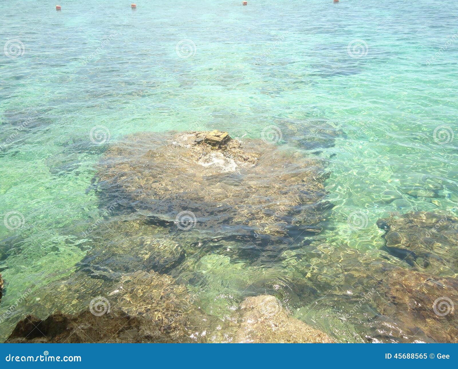 Rock coral stock image. Image of rock, nature, coral - 45688565