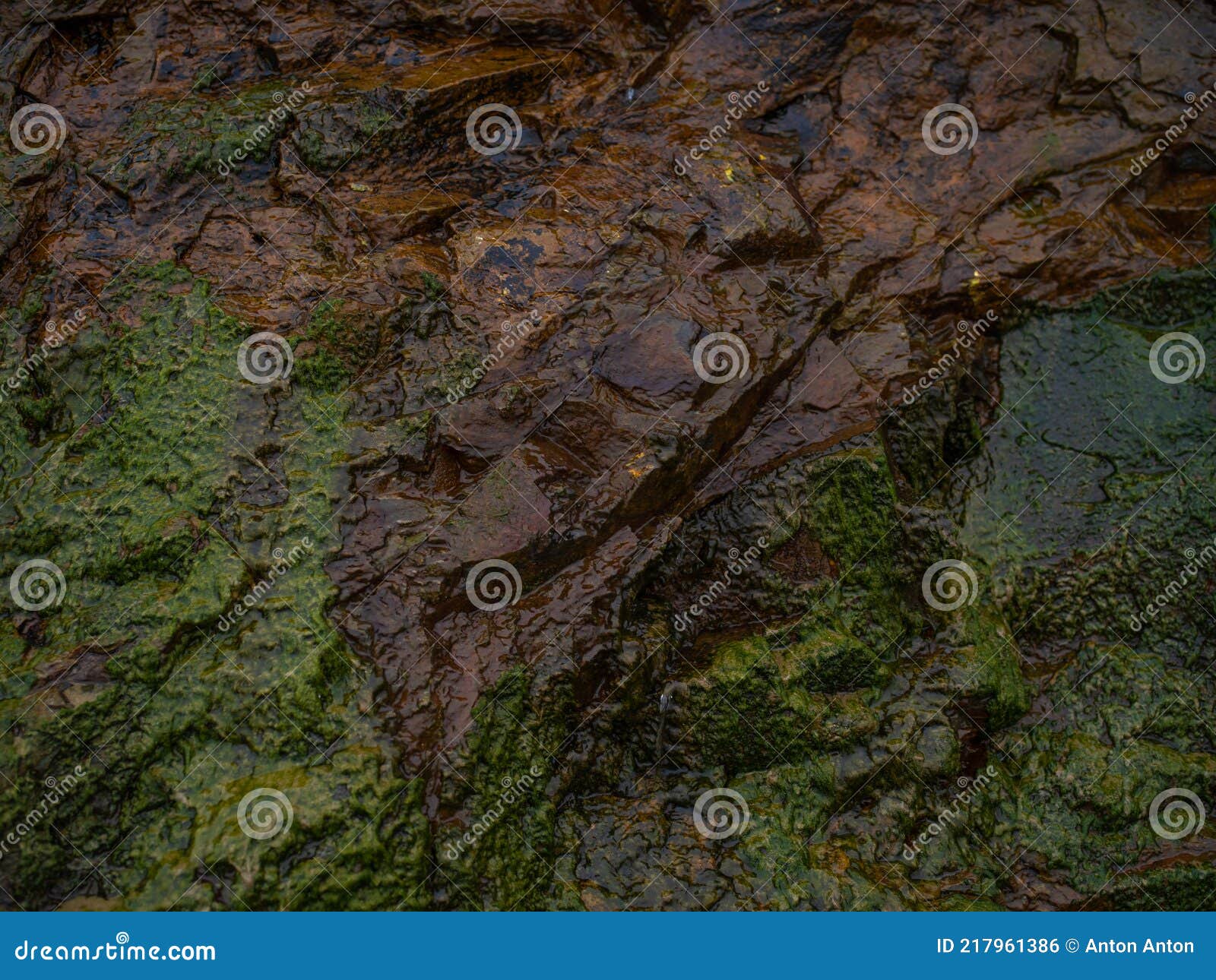 A Rock Covered with Algae.Texture Close-up Stock Photo - Image of ...