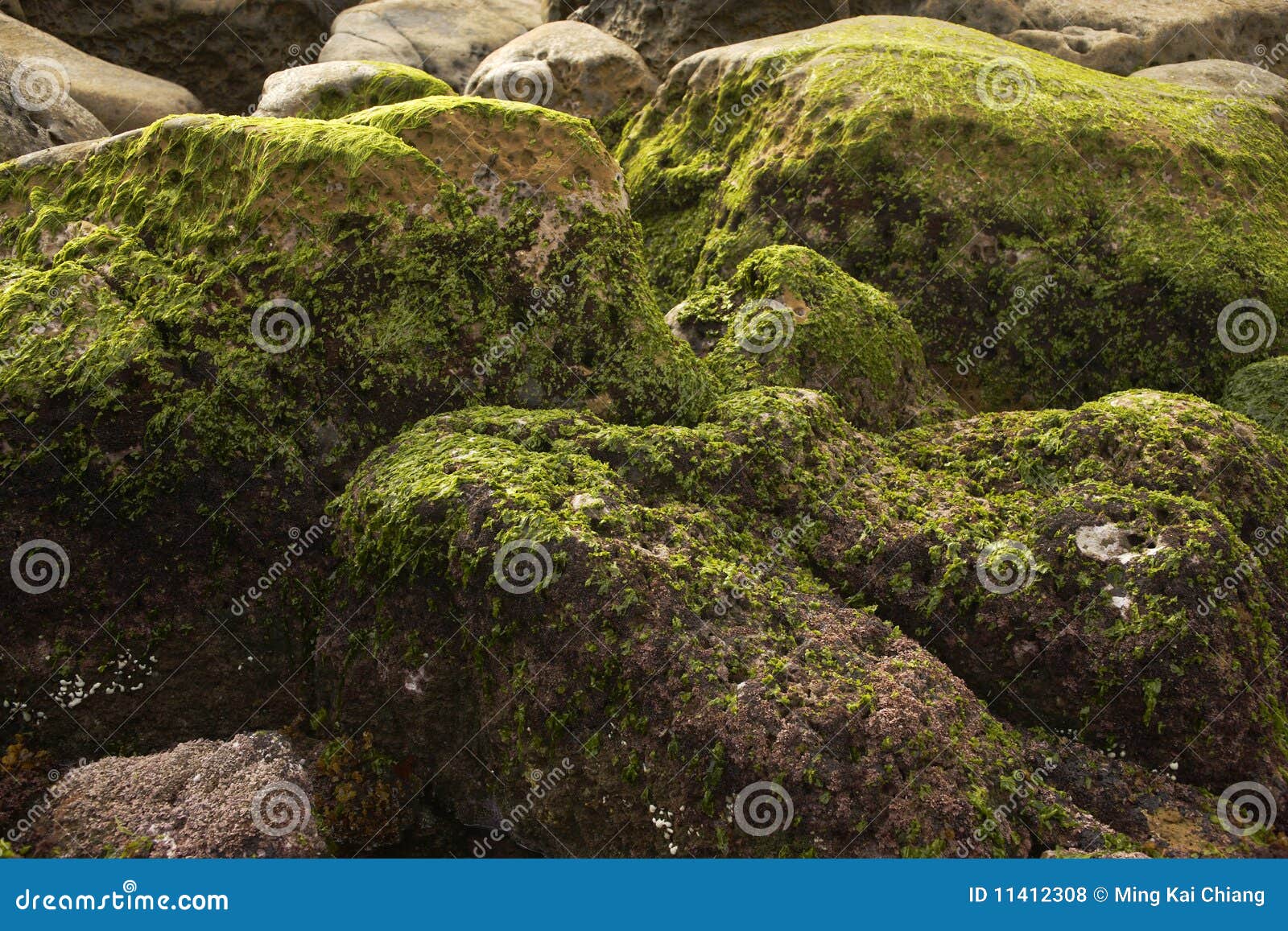 Rock Covered in Green Algae Stock Photo - Image of beauty, pattern ...