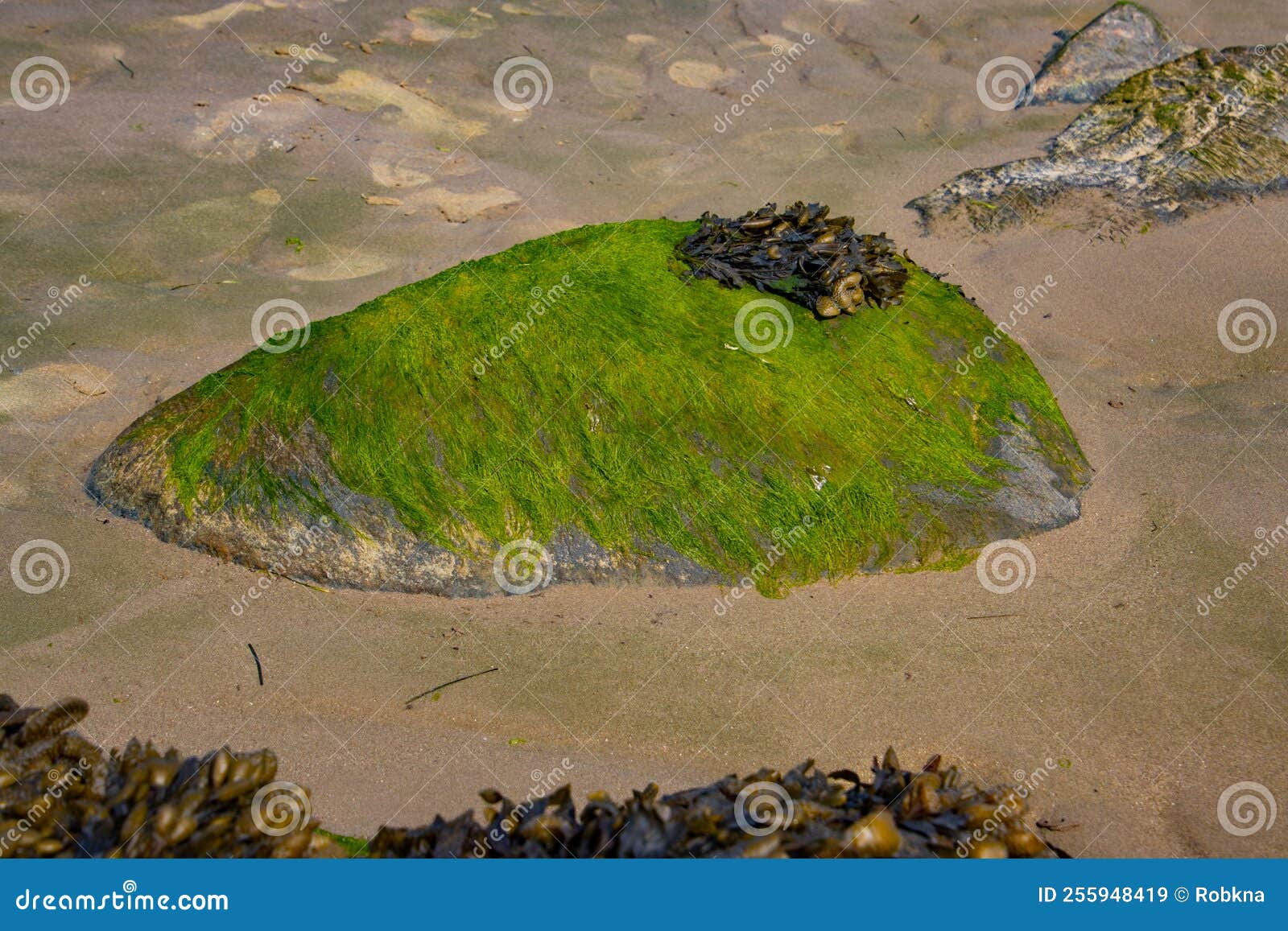 Rock Covered with Green Algae on the Beach Stock Image - Image of beach ...