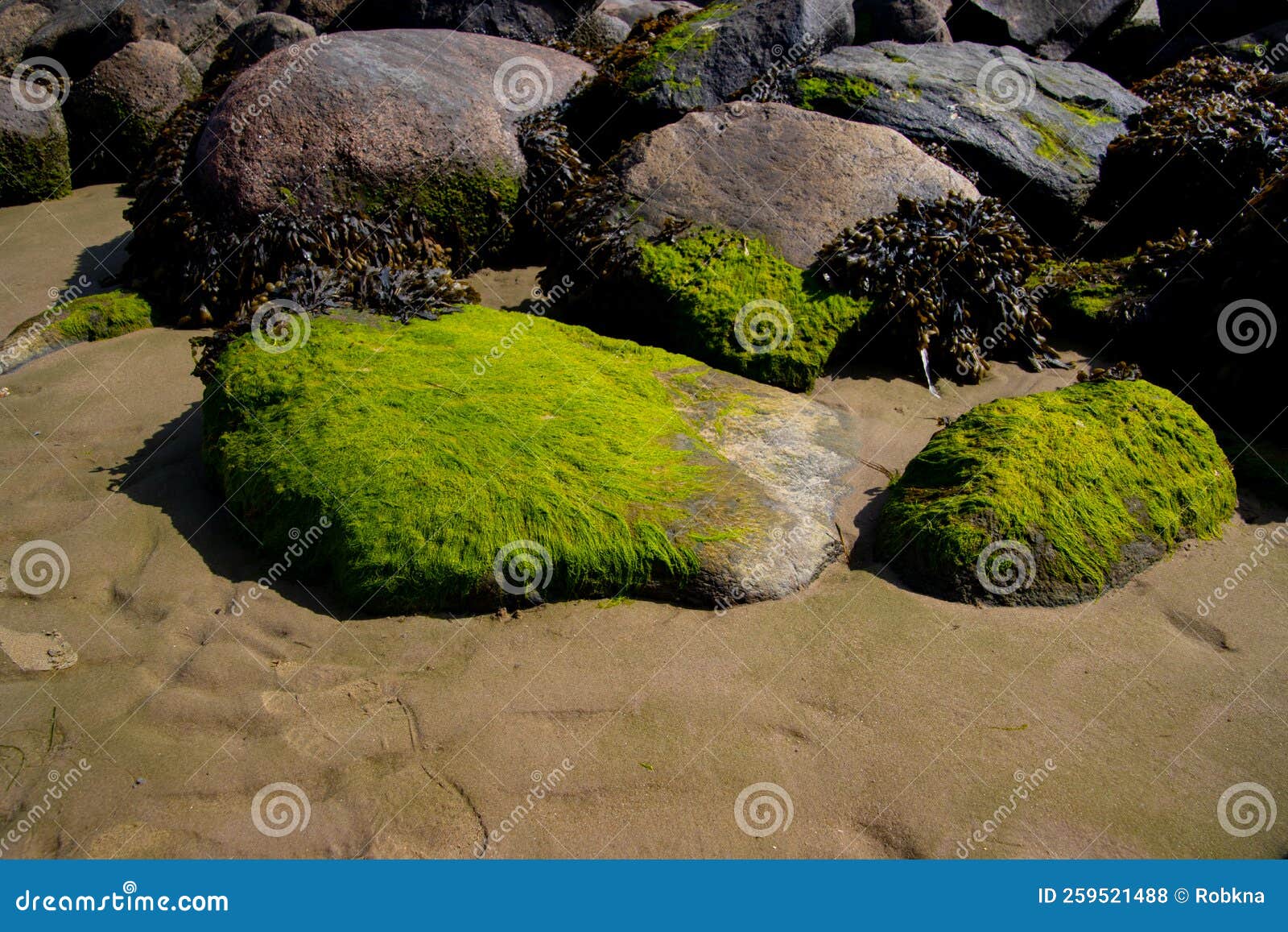Rock Covered with Green Algae on the Beach Stock Photo - Image of ...