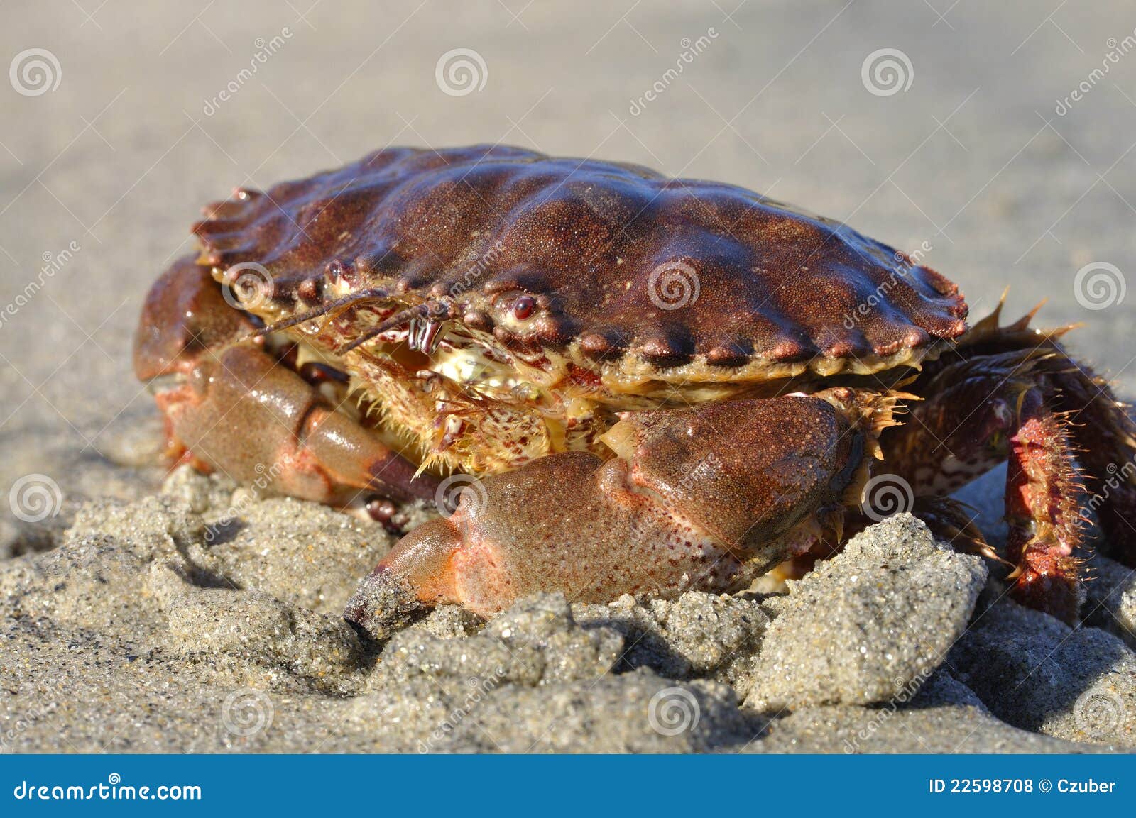 Rock Crab stock photo. Image of armor, rock, crab, decapod - 22598708
