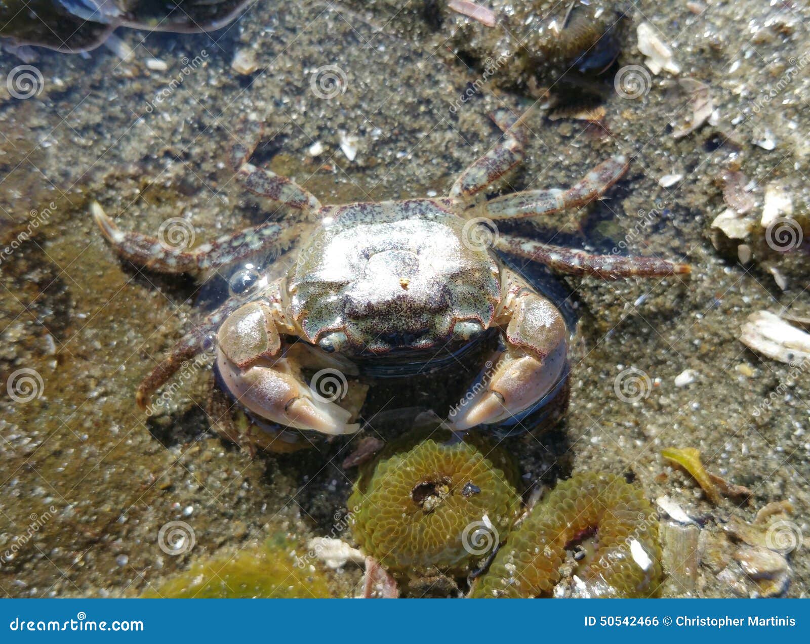 Rock crab stock photo. Image of mother, ocean, salt, crab - 50542466