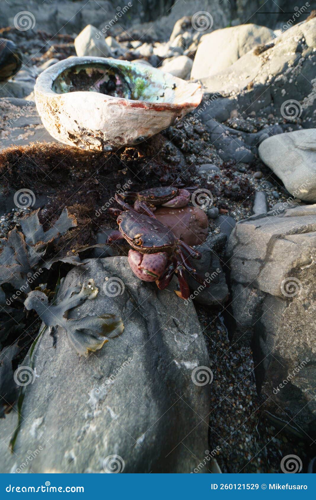Rock Crabs Crawling Over Rocks Stock Image - Image of rock, crawl ...