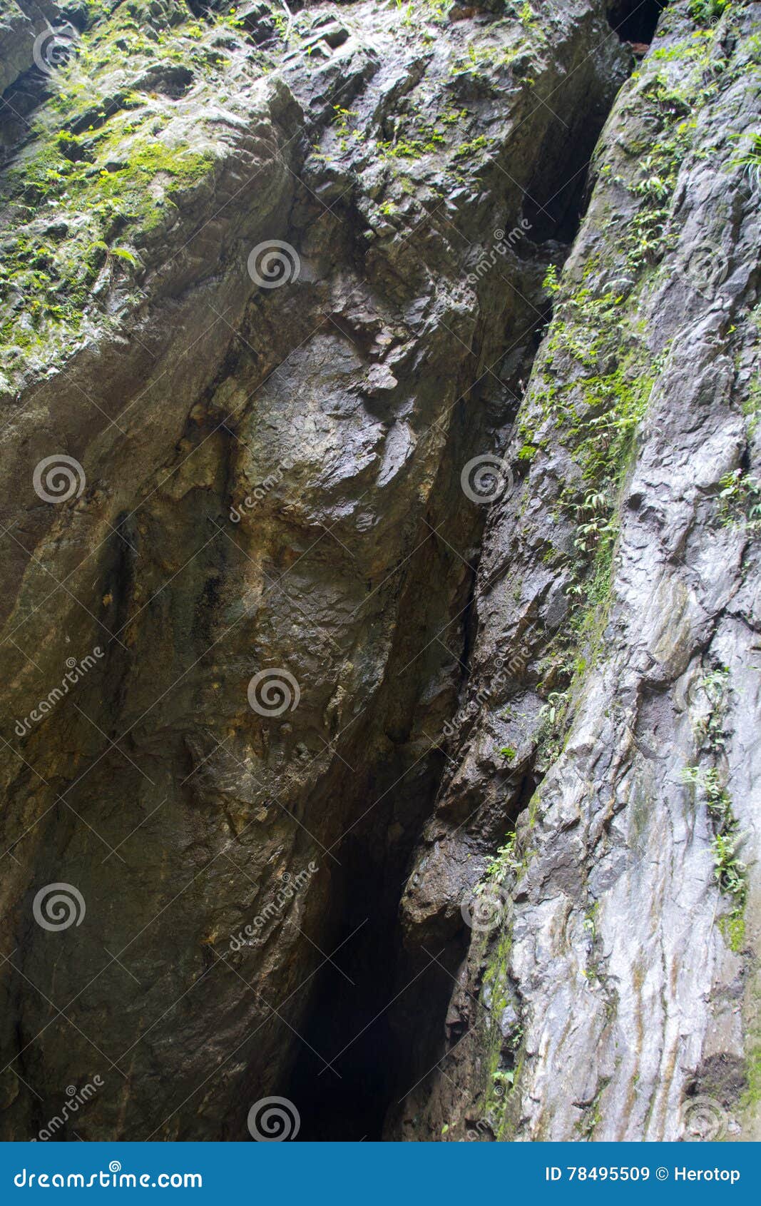 Rock crevice stock image. Image of texture, rock, plants - 78495509