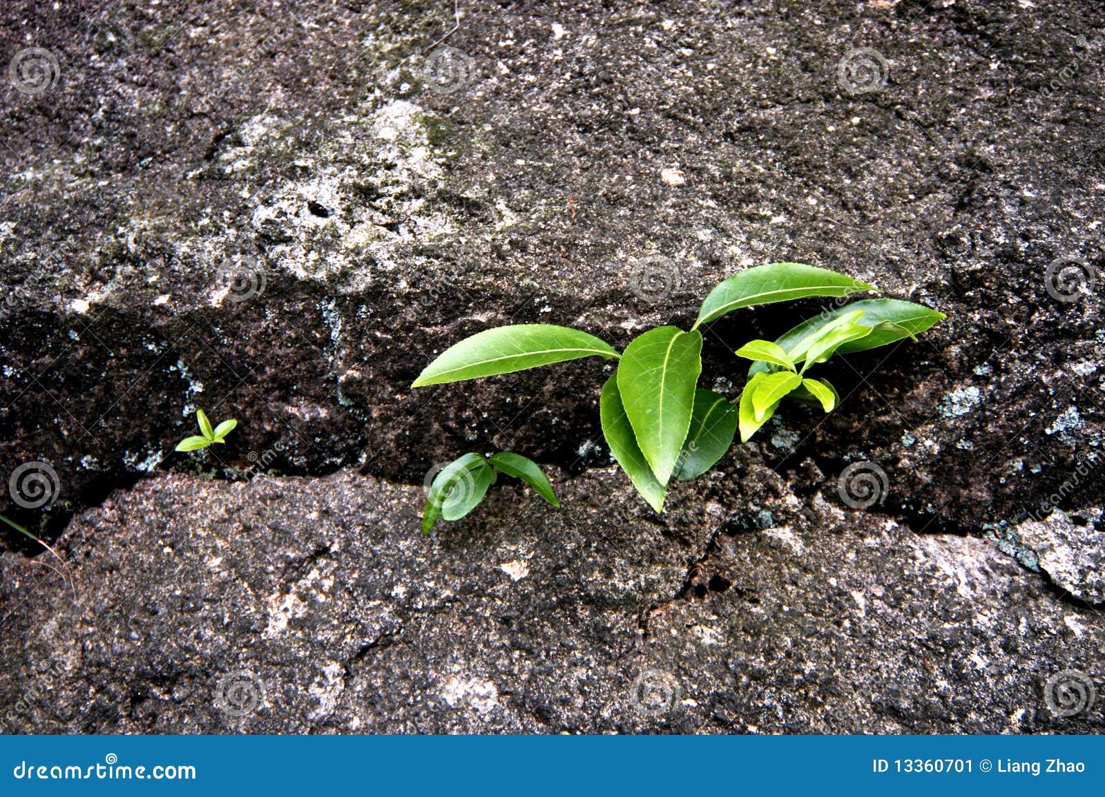 Rock crevice in the grass stock image. Image of leaves - 13360701