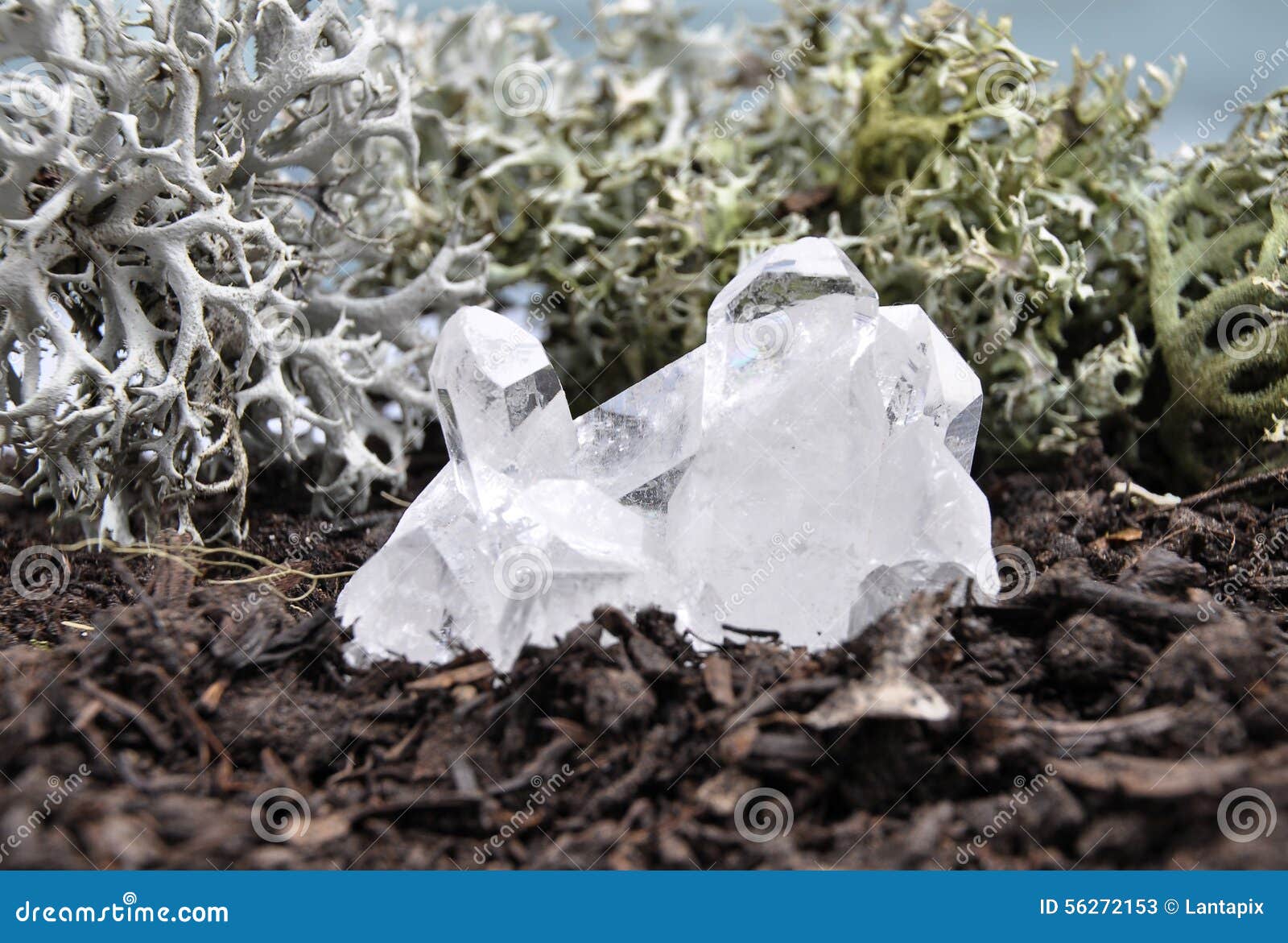 The Crystal Forest Royalty-Free Stock Photo | CartoonDealer.com #63769887