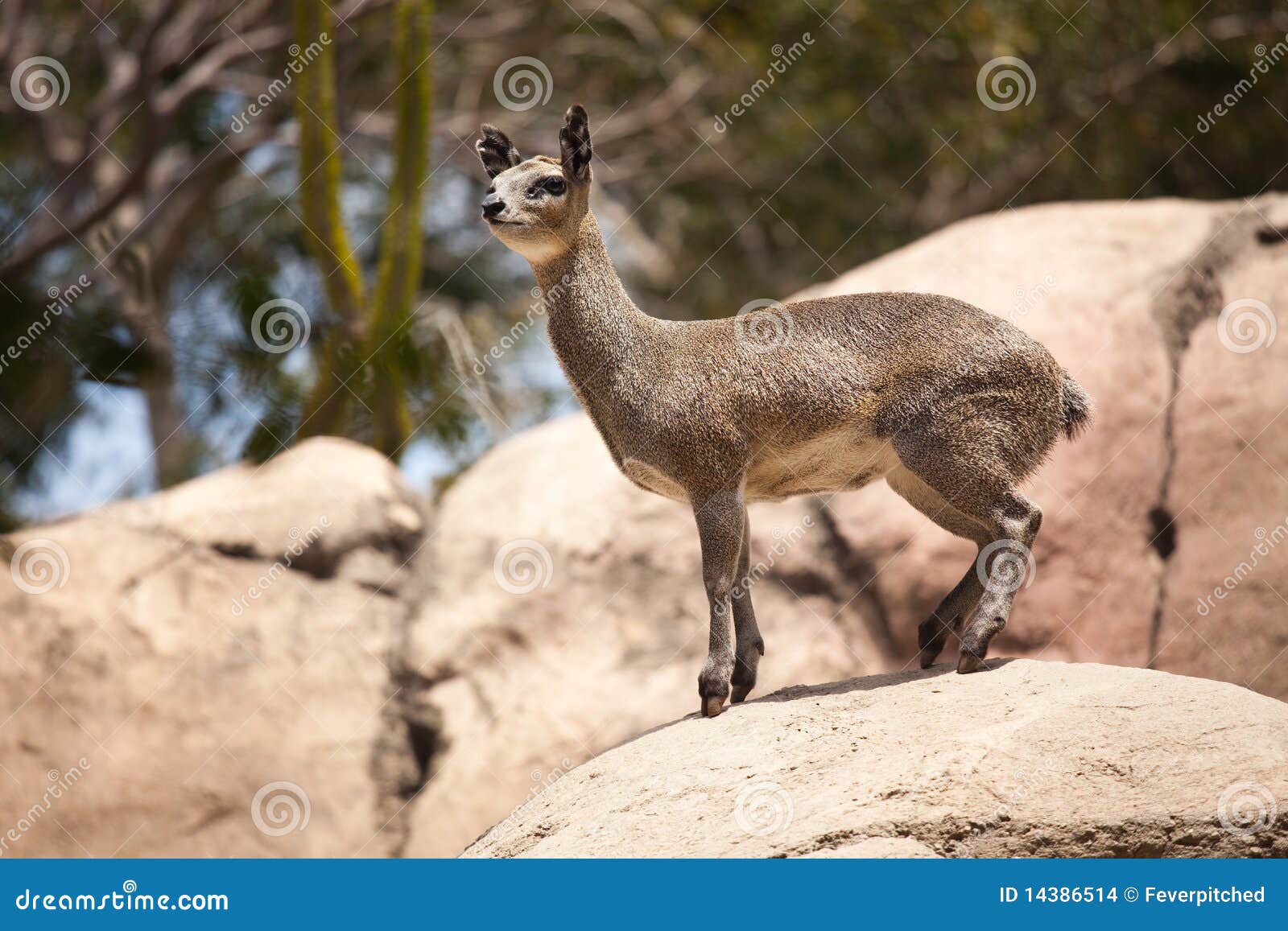 Rock-Dancing Cliff Springer, Klipspringer Stock Photo - Image of jump ...