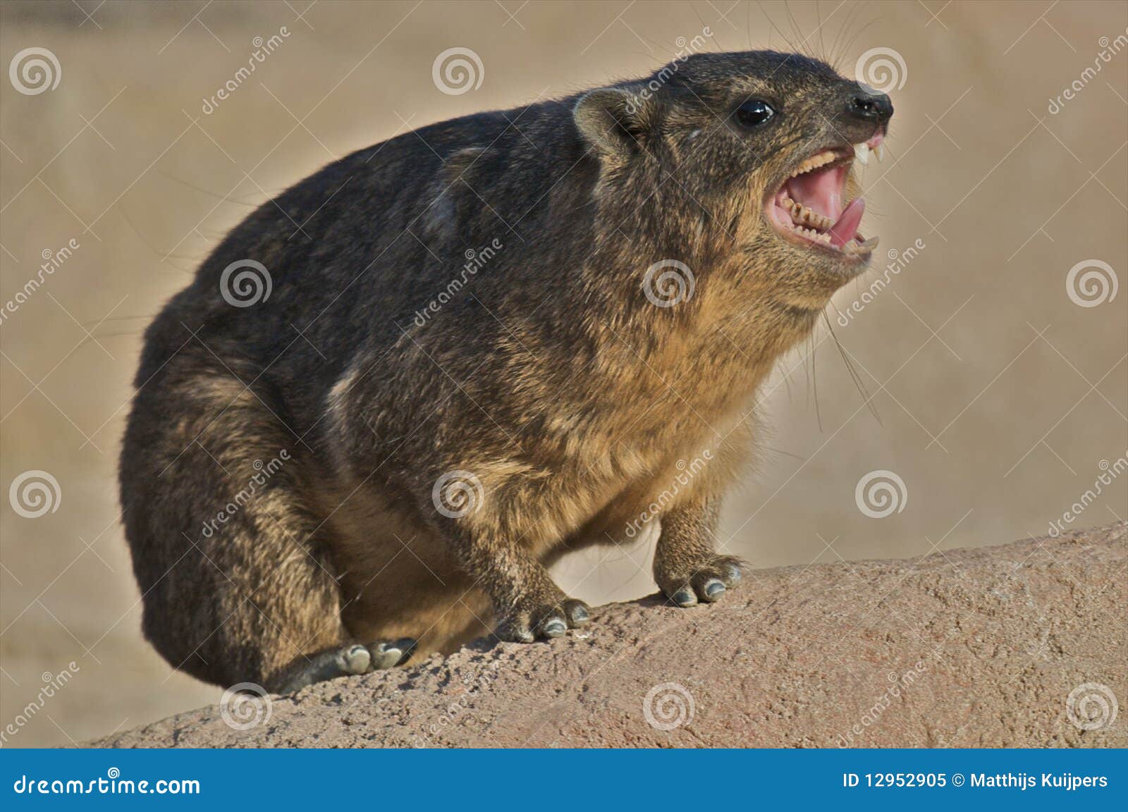 Rock Dassie stock image. Image of mammal, angola, family - 12952905
