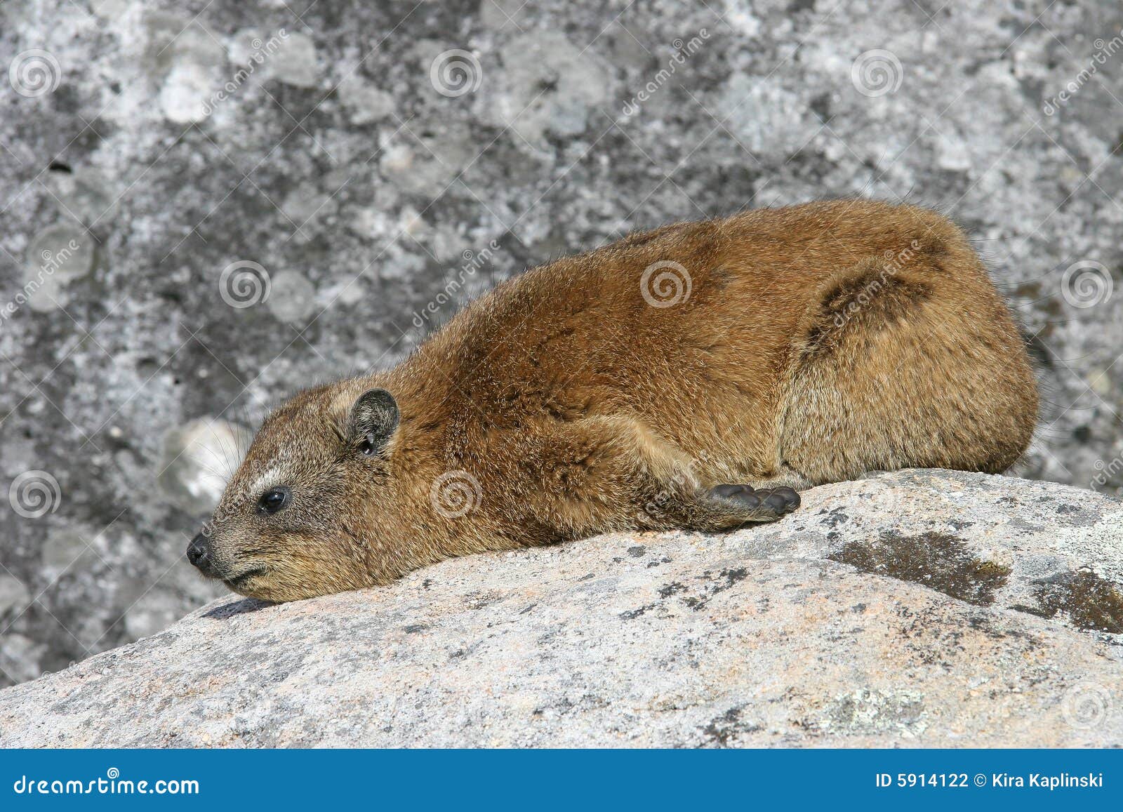 Rock Dassie (Hyrax) stock photo. Image of petromus, bush - 5914122