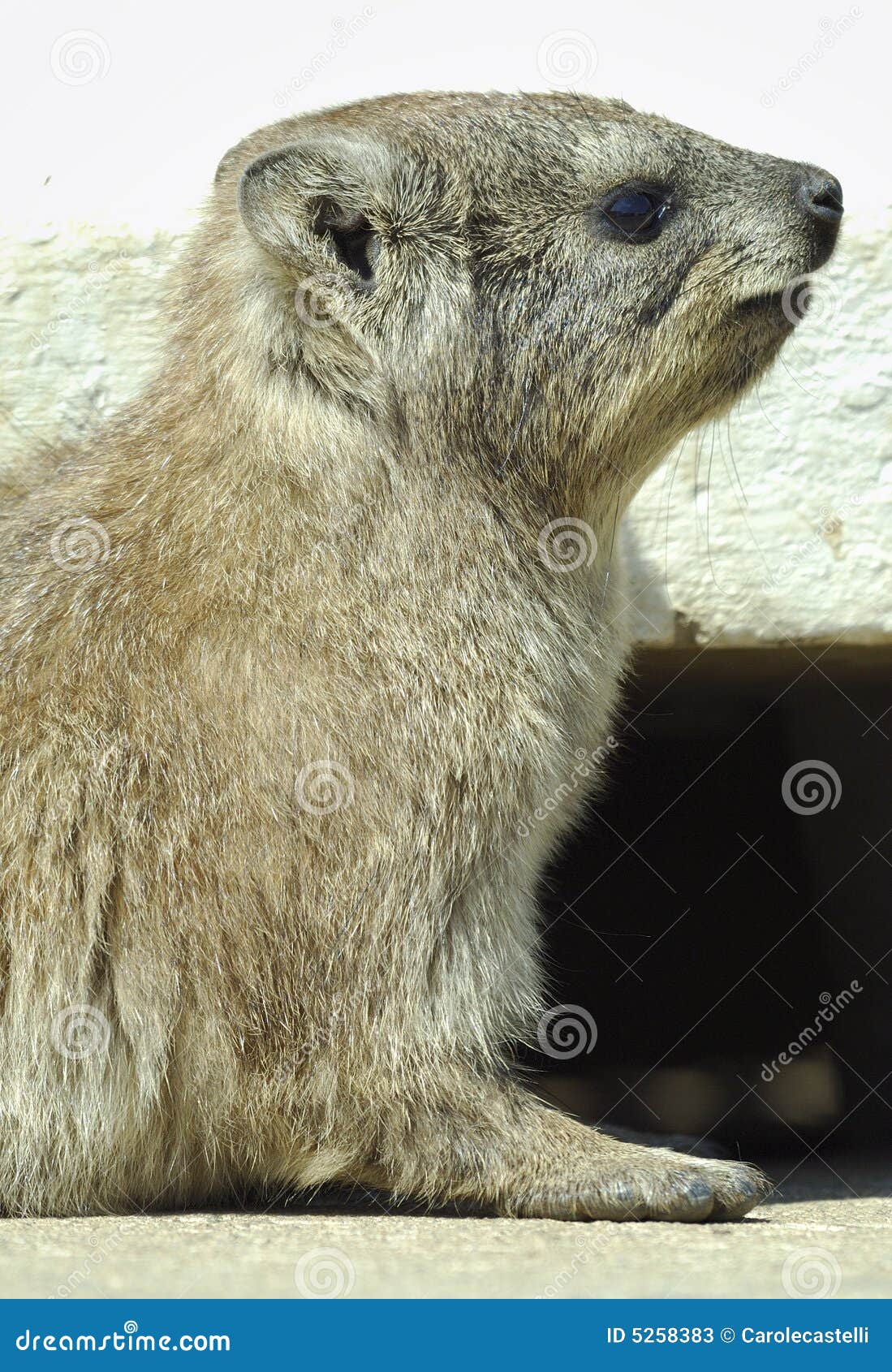 Rock Dassie portrait stock image. Image of portrait, national - 5258383