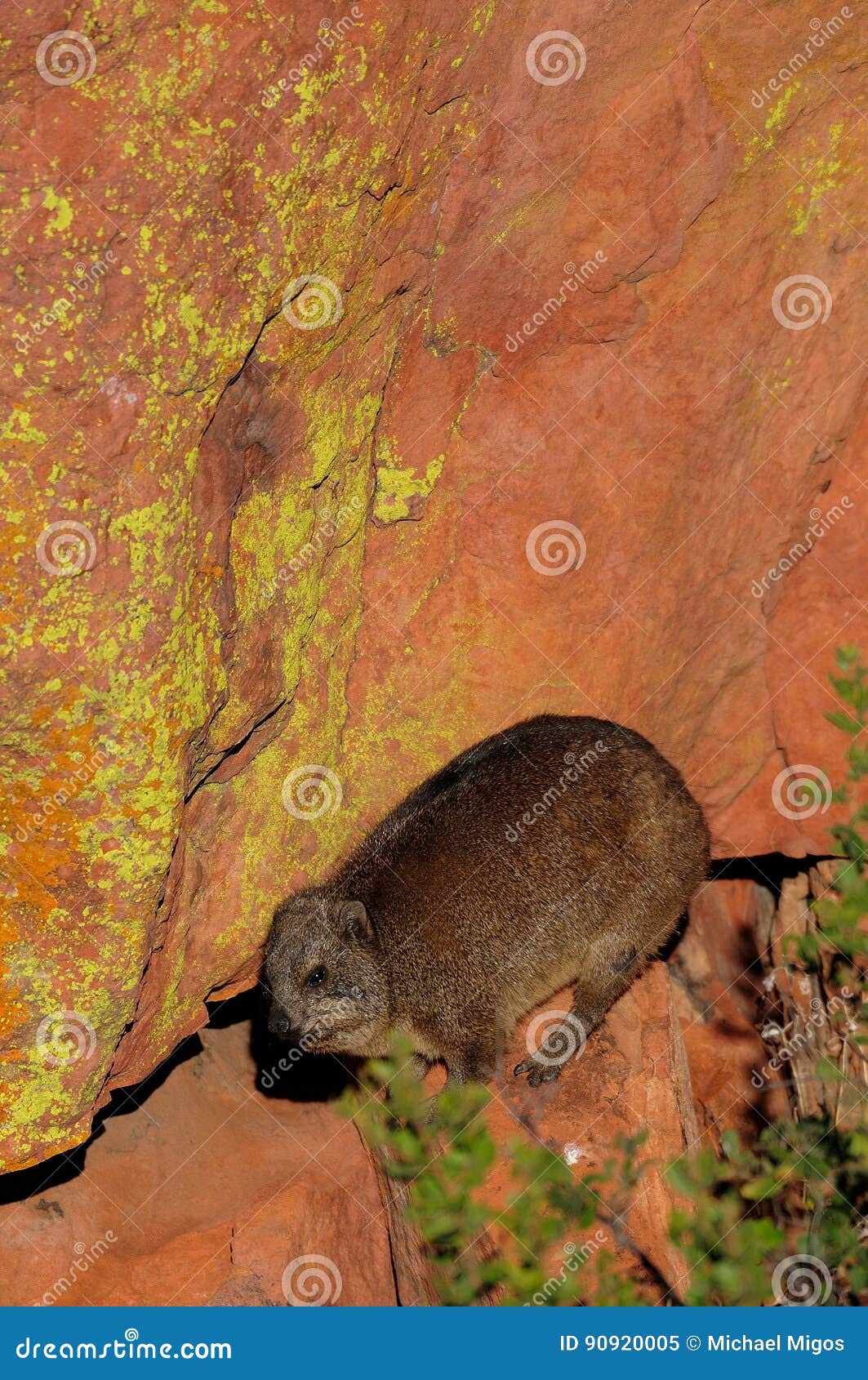 Rock dassie, rock hyrax stock image. Image of waterberg - 90920005