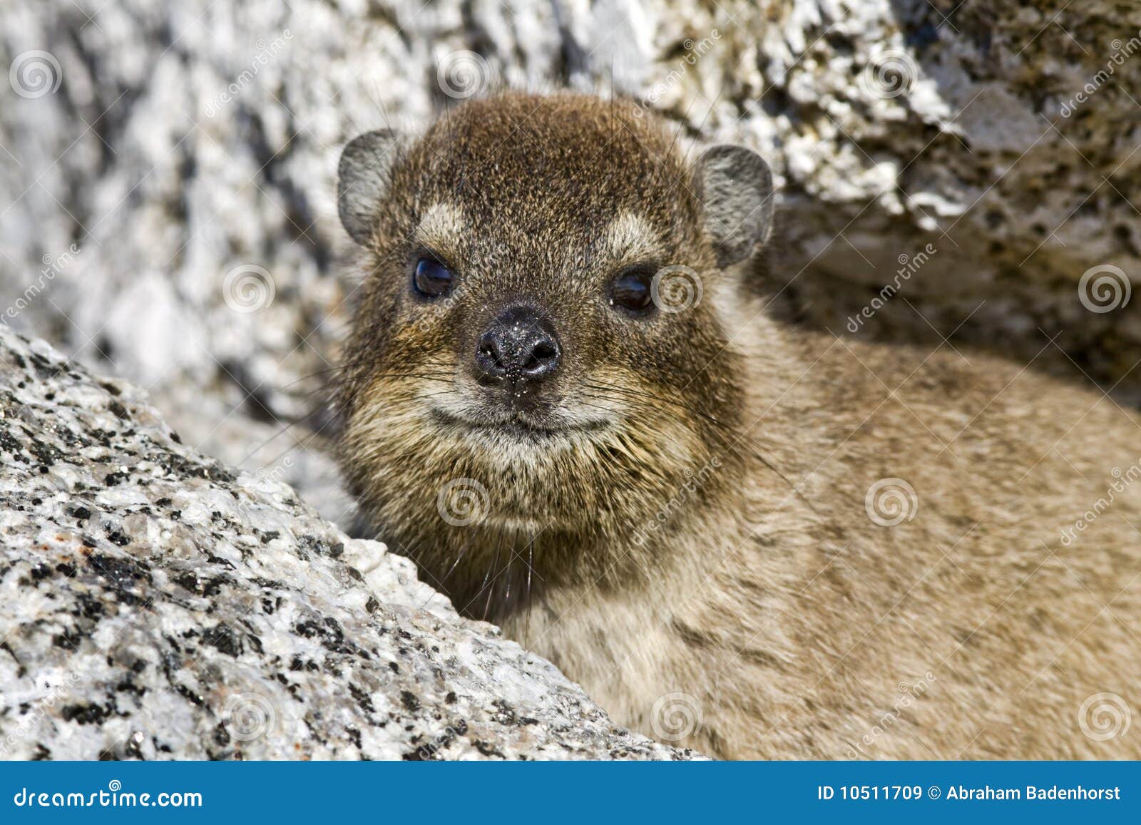 Rock Dassie on Table Mountain Stock Image - Image of animal, republic ...