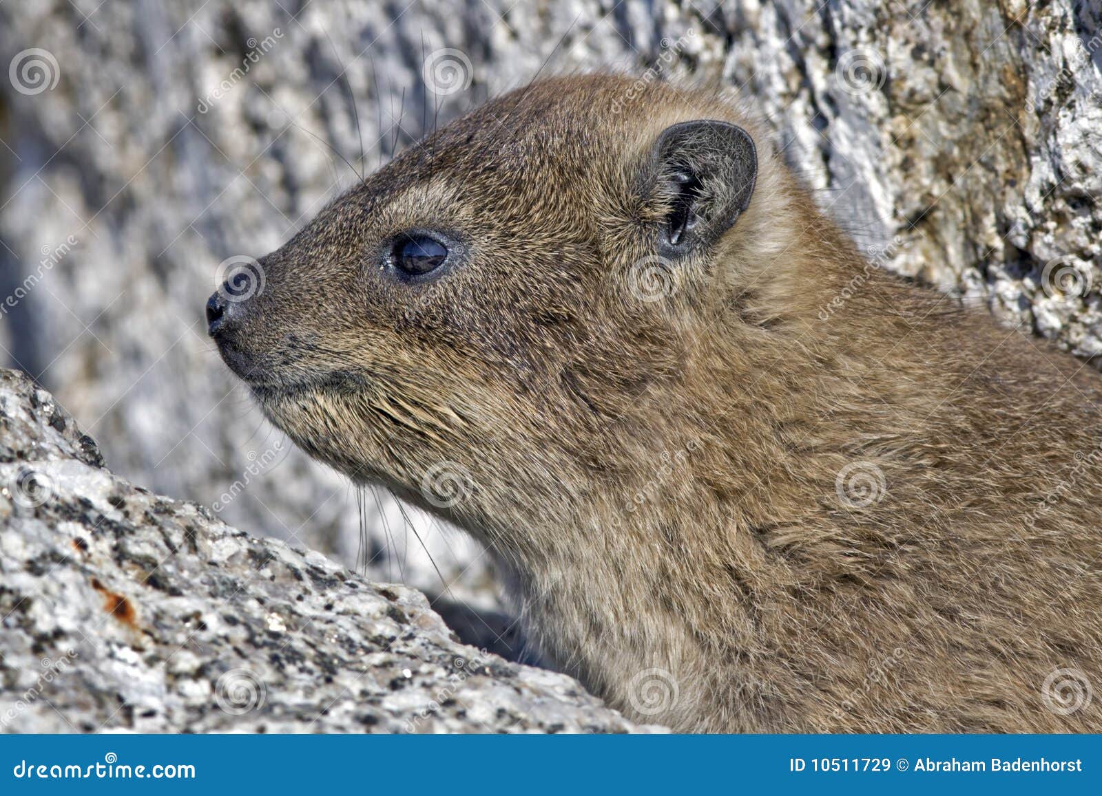 Rock Dassie on Table Mountain Stock Image - Image of close, republic ...