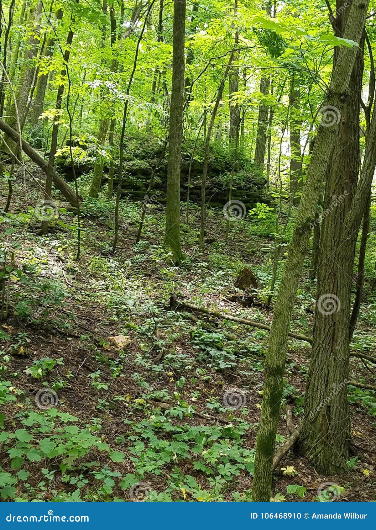 A Rock in Deep of the Woods Stock Photo - Image of summer, time: 106468910