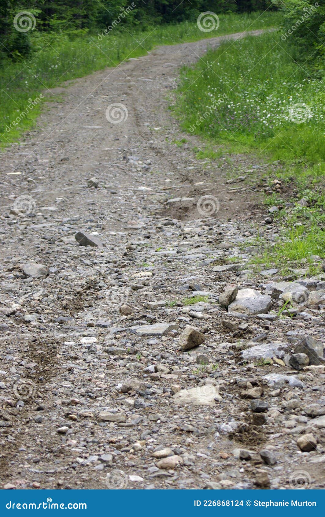Rock and Dirt Pathway through Forest in Summer Stock Photo - Image of ...