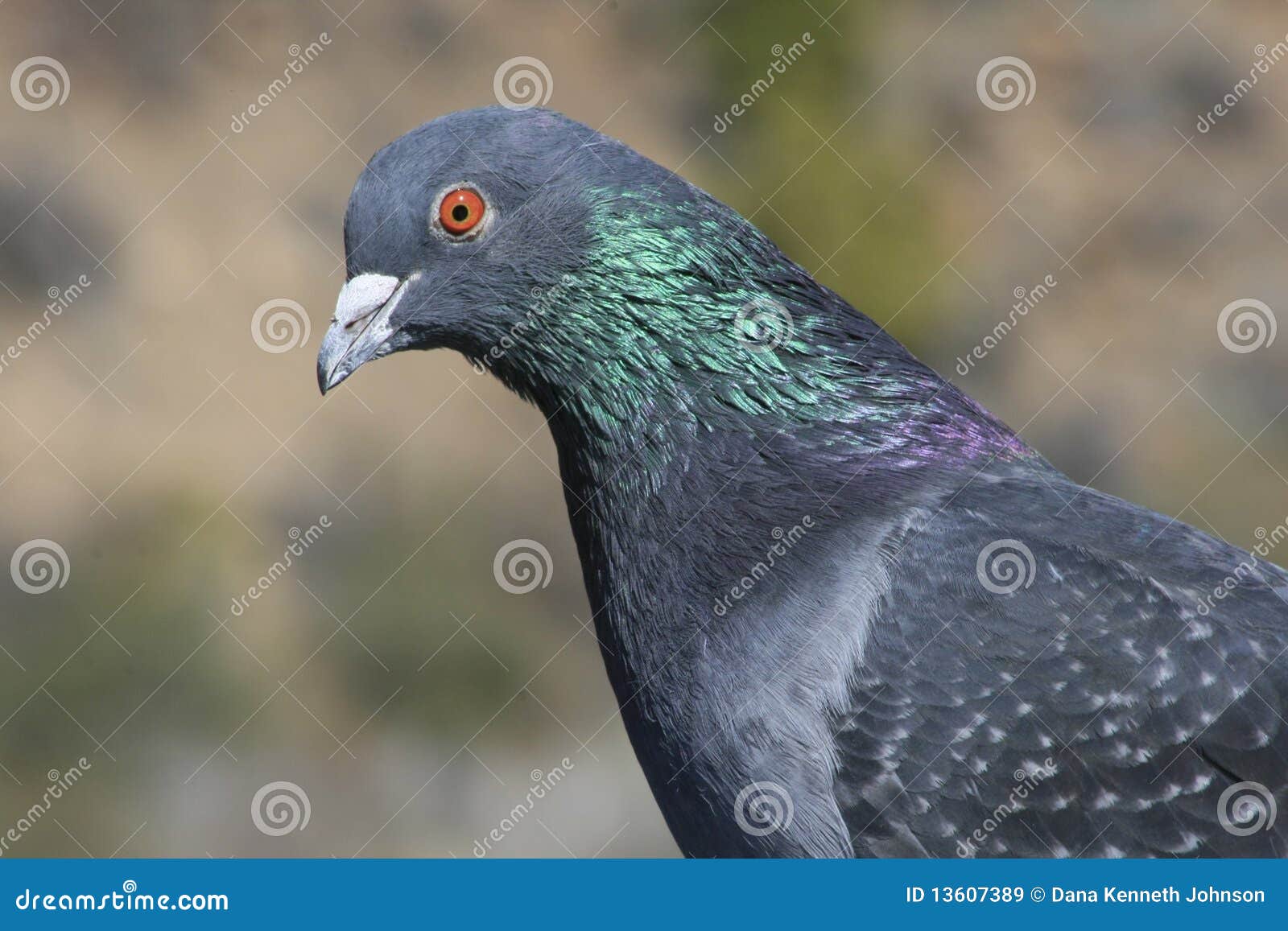 The Rock Dove, Rock Pigeon, Or Common Pigeon Columba Livia Is A Member ...