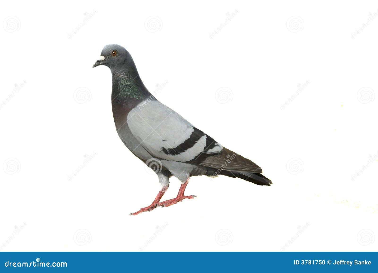 Rock dove on white stock photo. Image of columba, white - 3781750