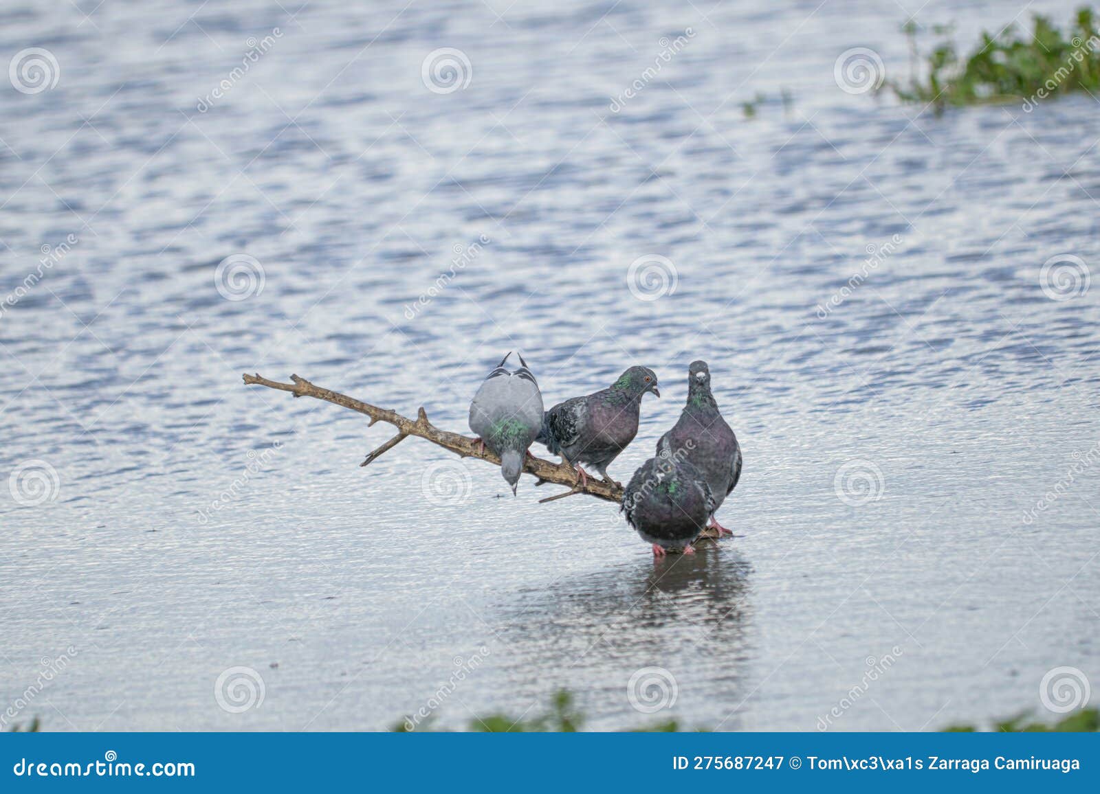 Rock Doves Perched on a Branch , in the Lake Stock Image - Image of ...