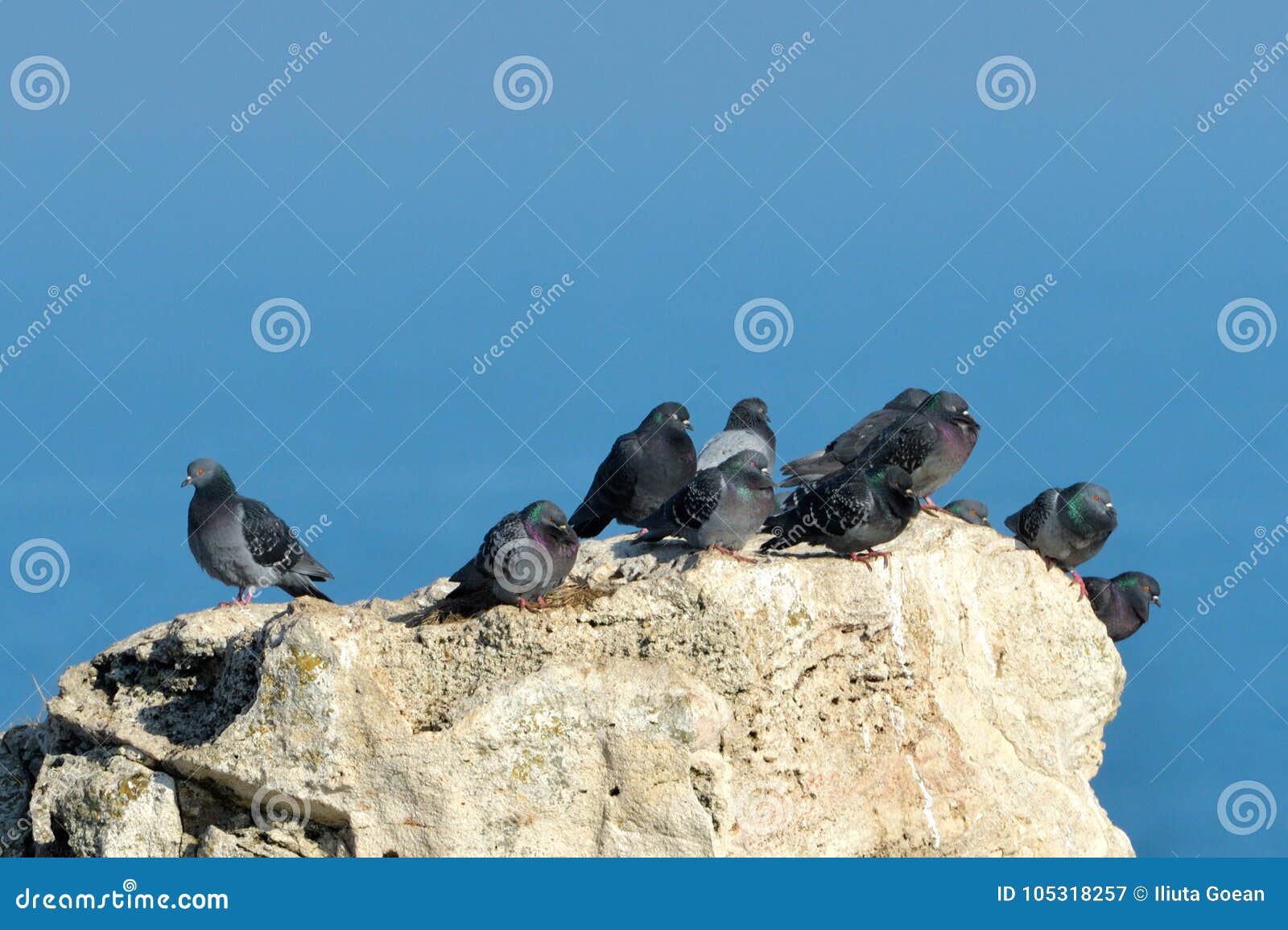 Rock Doves resting stock image. Image of dove, habitat - 105318257