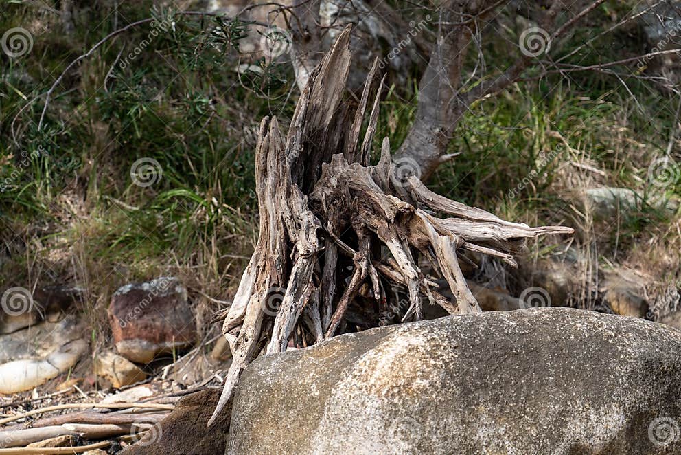 Rock and Dry Roots of a Tree with Grass in the Background. Stock Photo ...